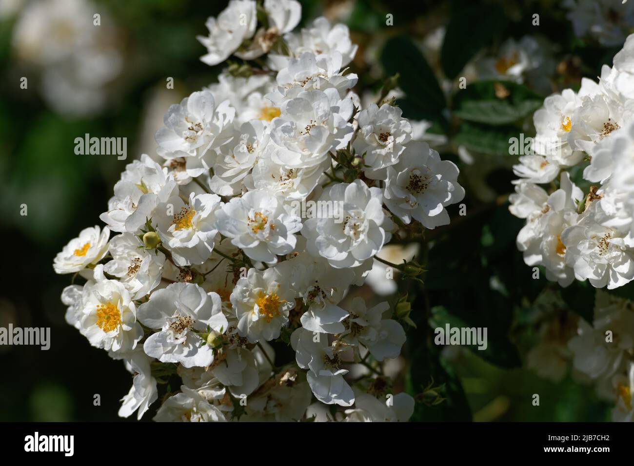 Cherry bossom tree hi-res stock photography and images - Alamy