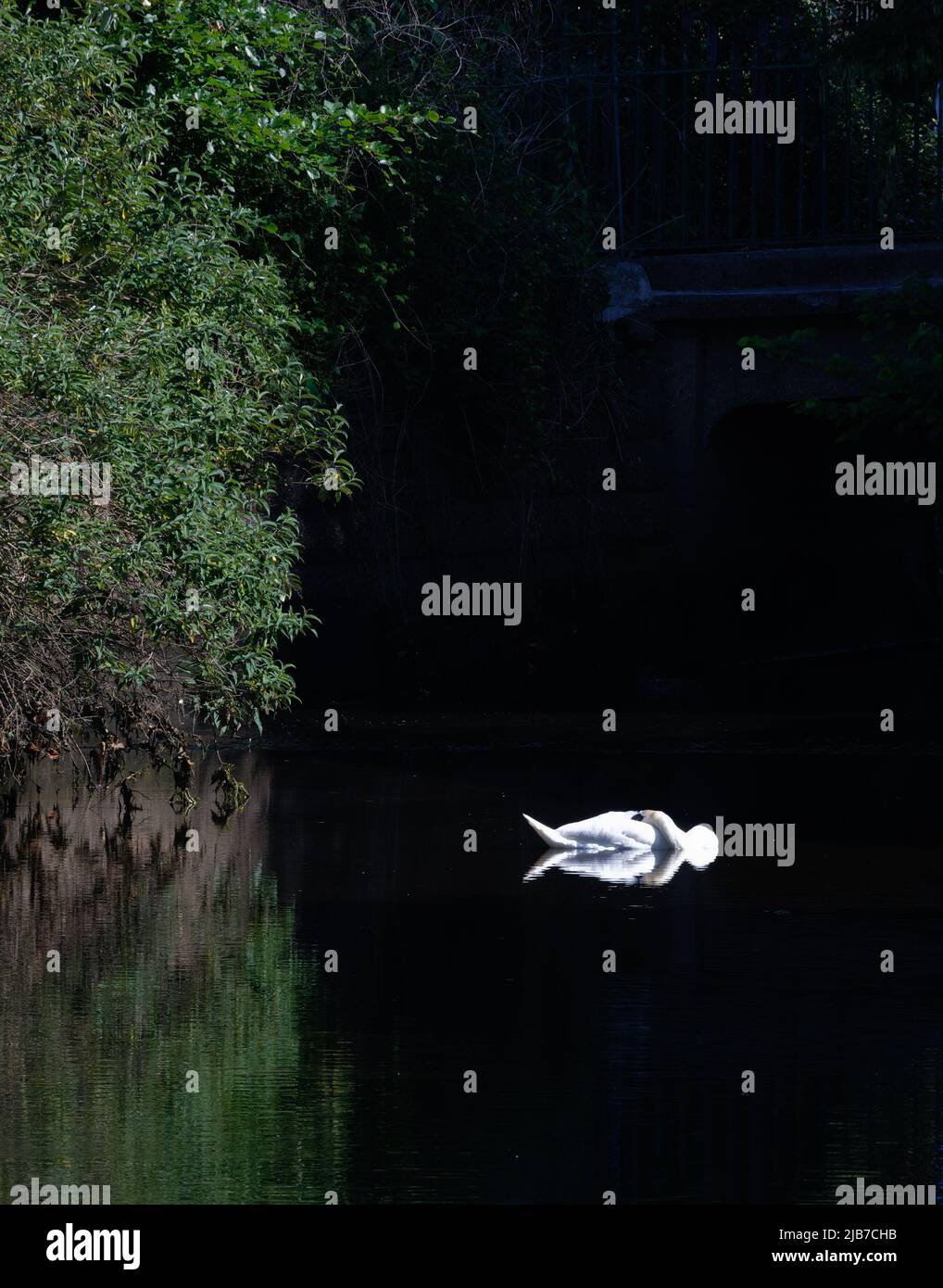British mute swan asleep with head tucked under wing, floating on the ...