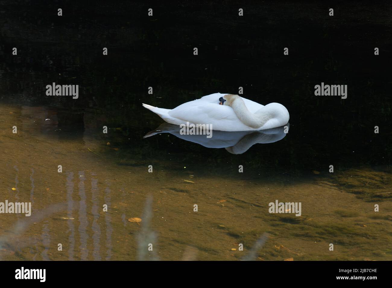 British mute swan asleep with head tucked under wing, floating on the ...
