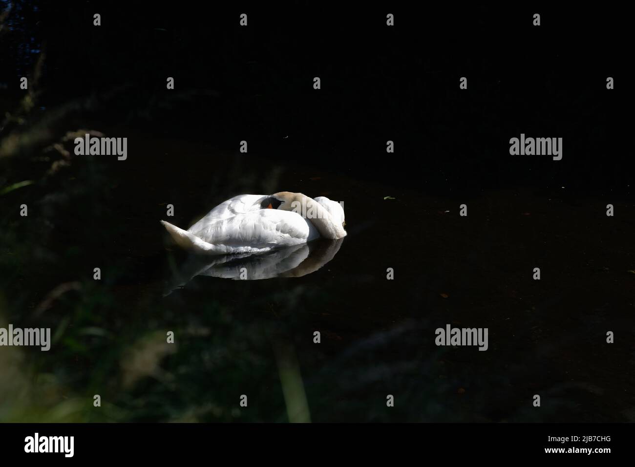 British mute swan asleep with head tucked under wing, floating on the ...
