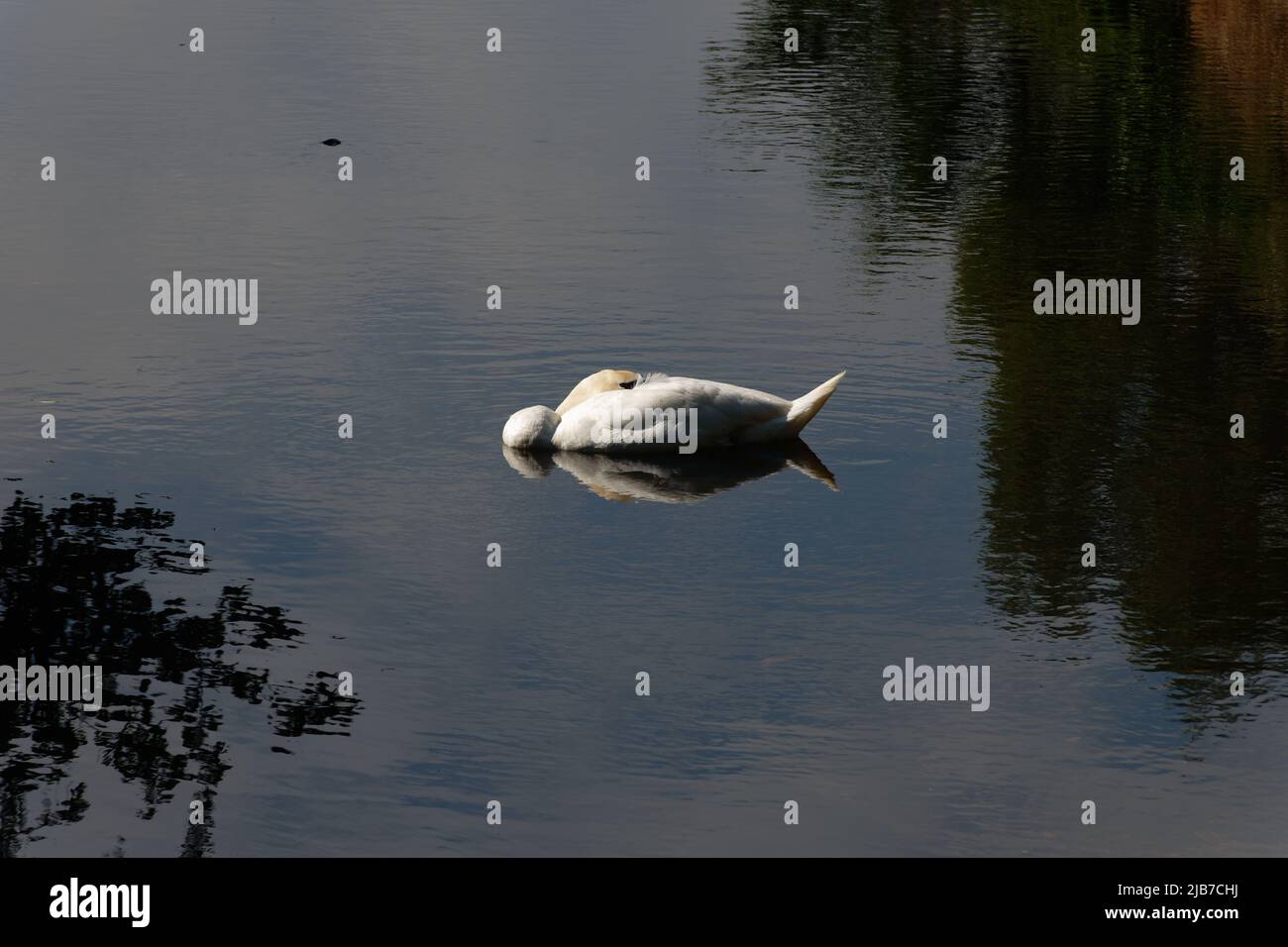 British mute swan asleep with head tucked under wing, floating on the ...