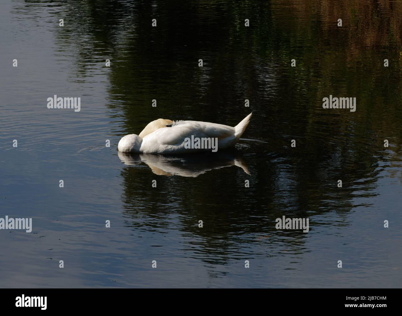 British mute swan asleep with head tucked under wing, floating on the ...