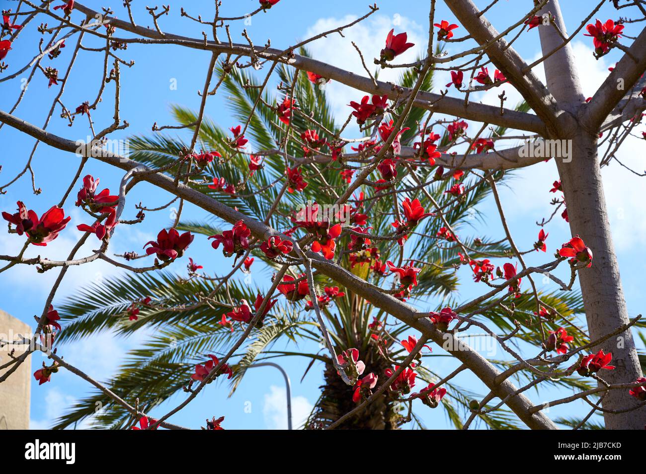 Beautiful red flowers on the tree Bombax Ceiba Blooms the Bombax Ceiba ...