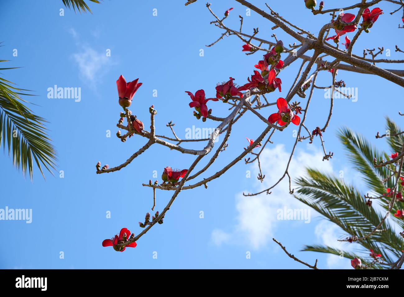 Beautiful red flowers on the tree Bombax Ceiba Blooms the Bombax Ceiba ...