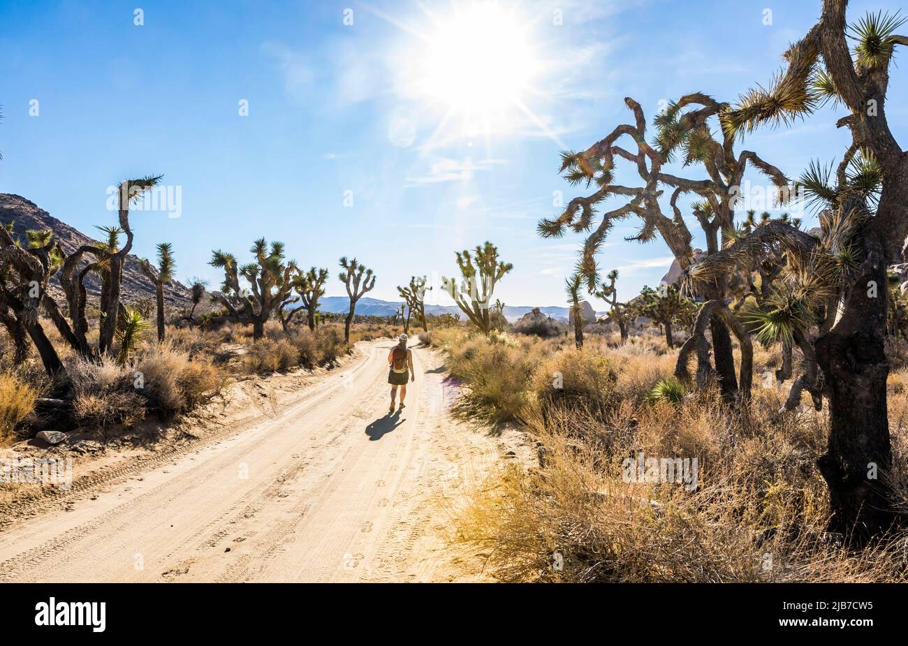A woman walking down a dirt road in Joshua Tree National Park Stock ...