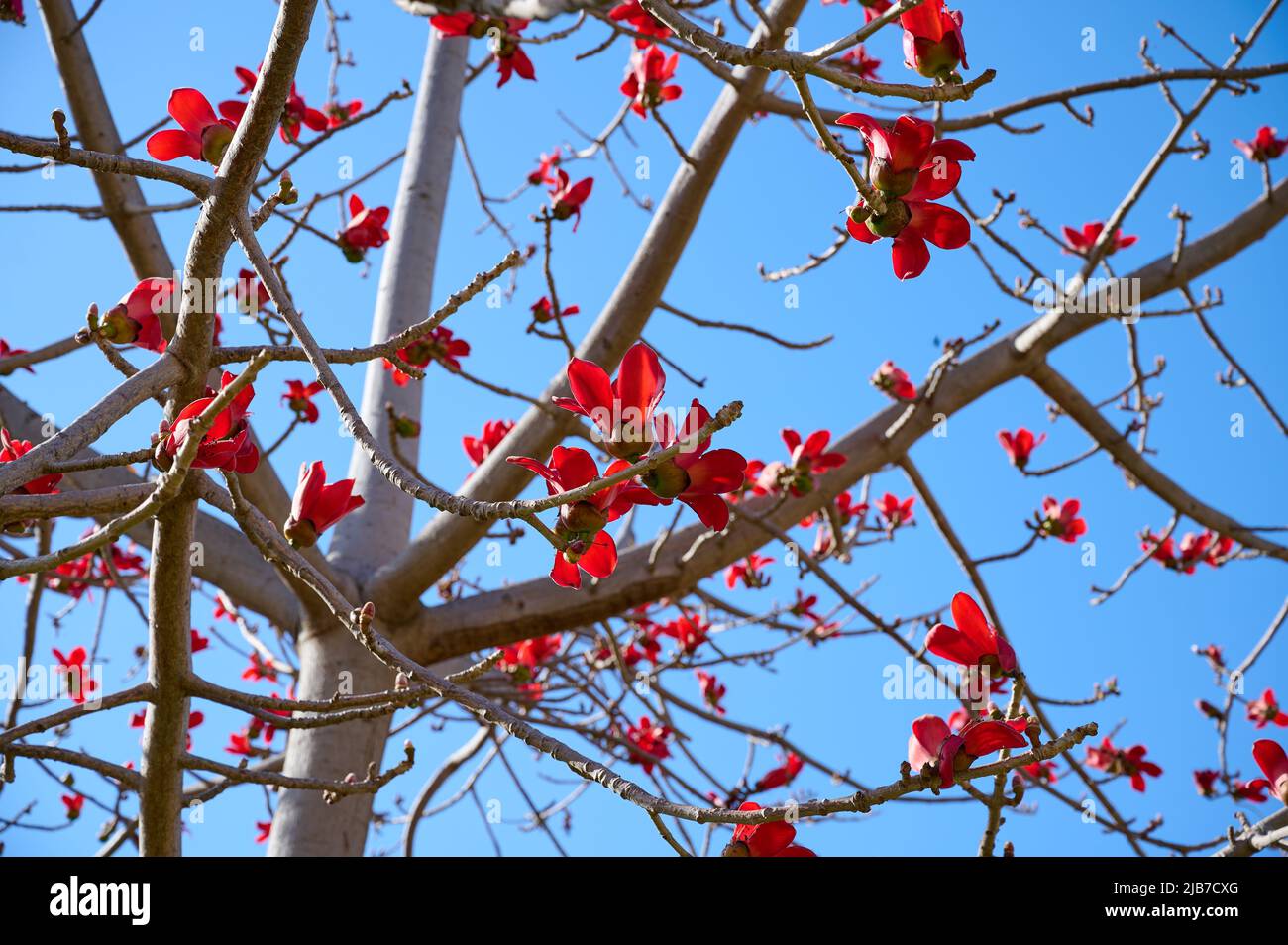 Beautiful red flowers on the tree Bombax Ceiba Blooms the Bombax Ceiba ...