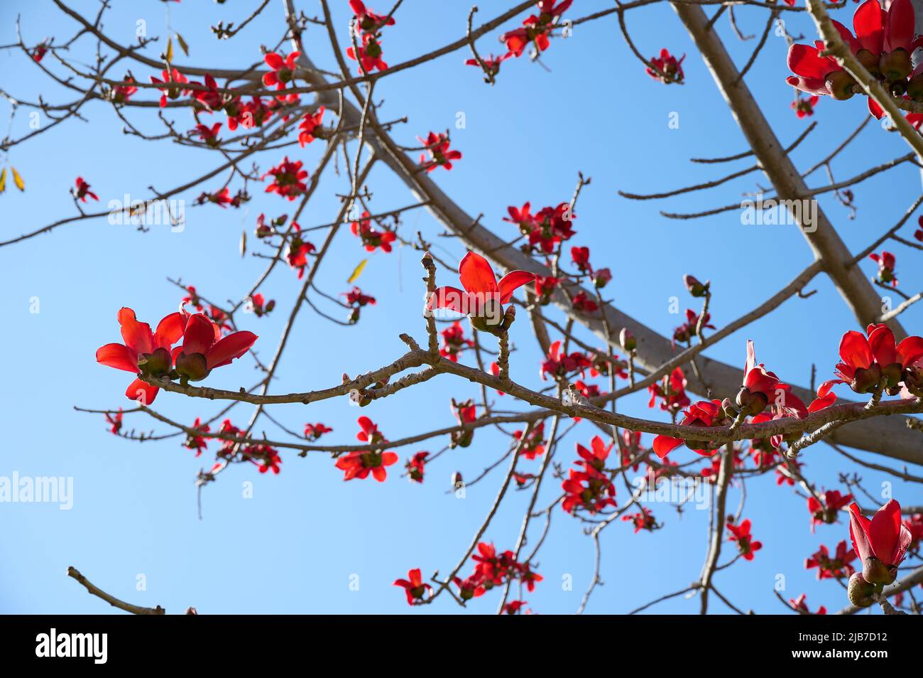 Beautiful red flowers on the tree Bombax Ceiba Blooms the Bombax Ceiba ...