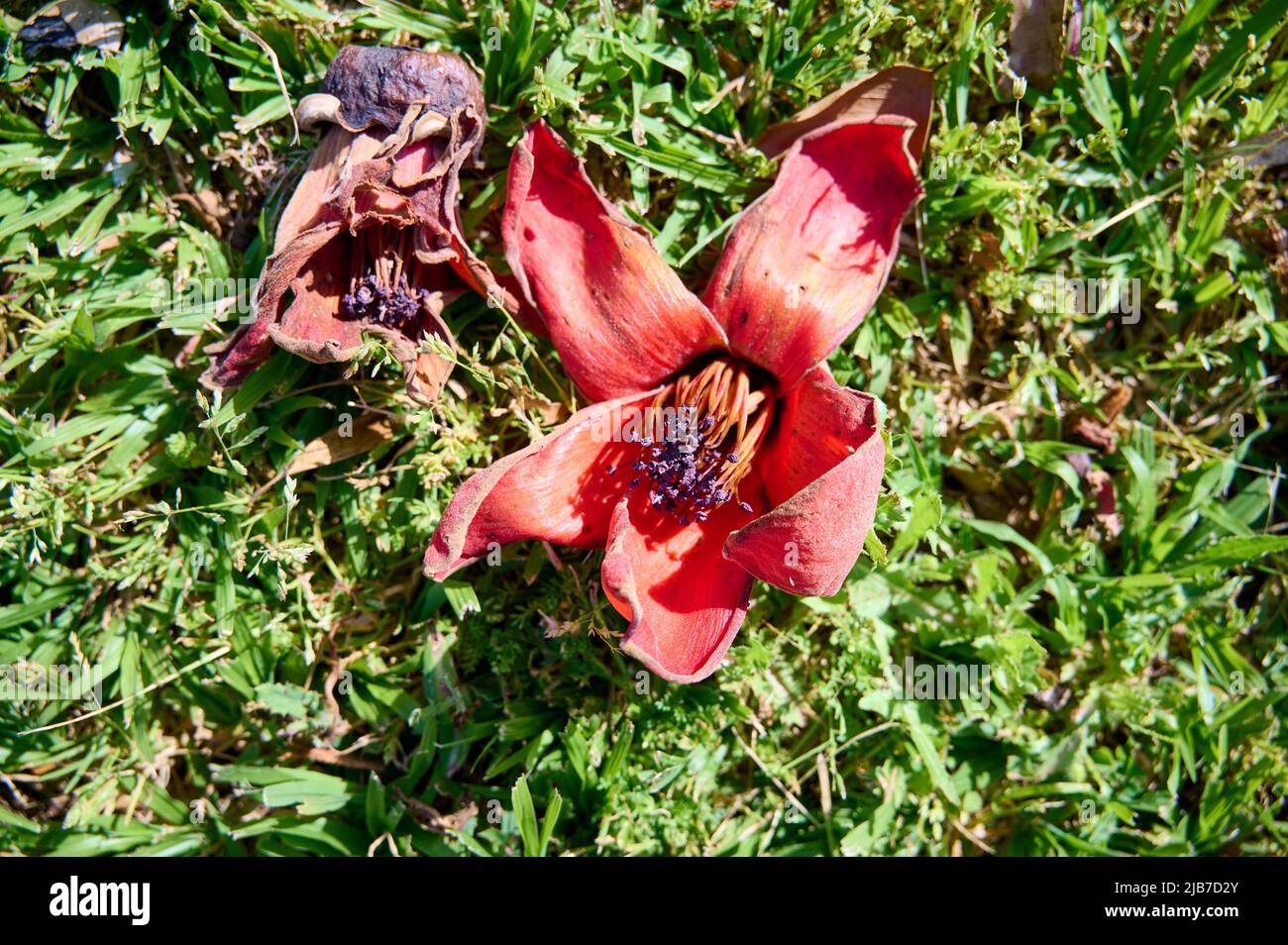 Fallen in the grass red flowers from the treeBombax Ceiba Blooms the ...