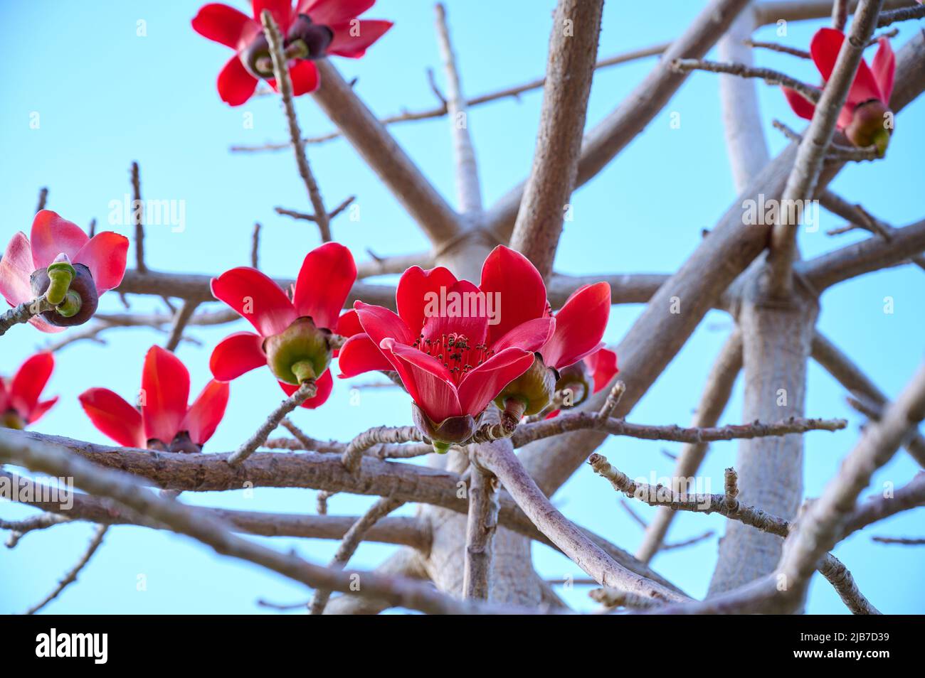Beautiful red flowers on the tree Bombax Ceiba Blooms the Bombax Ceiba ...