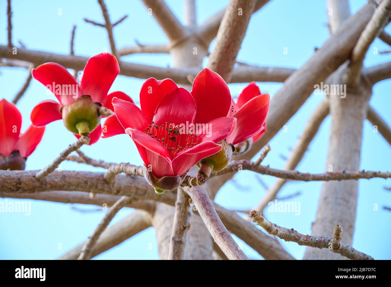 Beautiful red flowers on the tree Bombax Ceiba Blooms the Bombax Ceiba ...