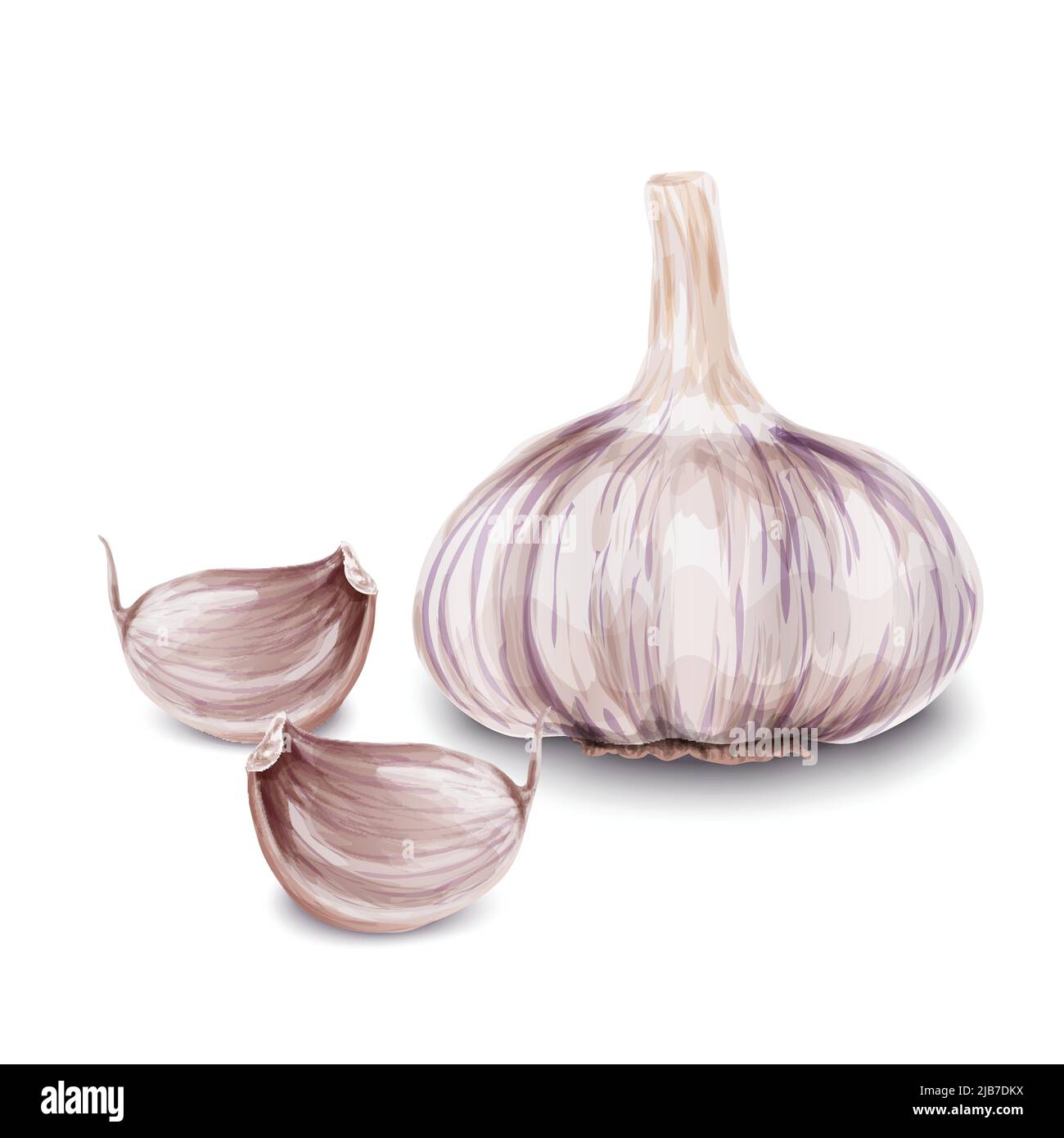 Vegetable organic food realistic fresh garlic isolated on white ...