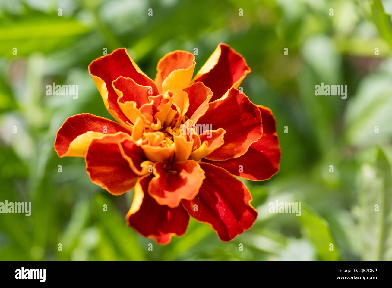 Red orange French marigold flower closeup, Tagetes patula Stock Photo ...