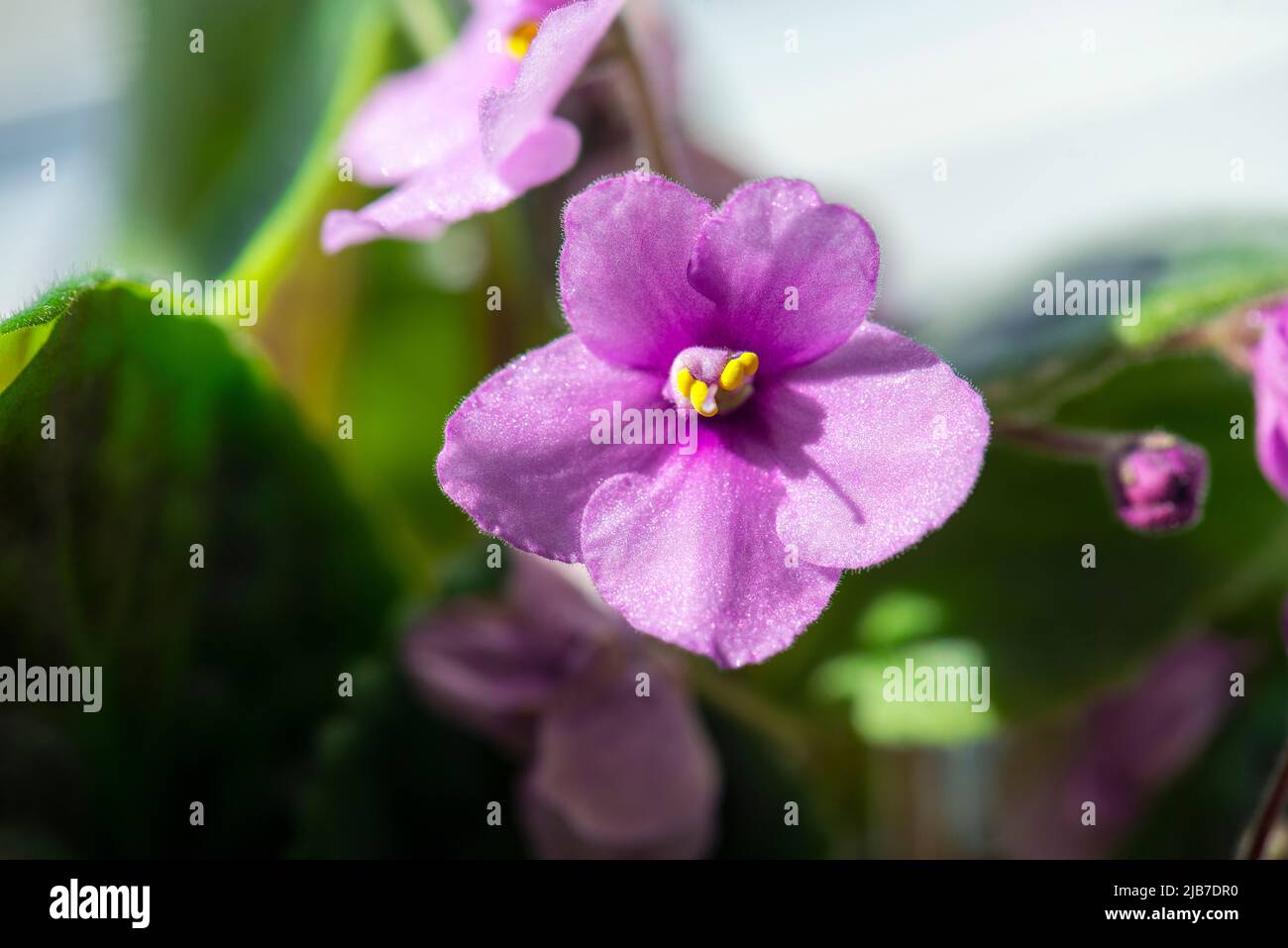 Close-up of blooming violet flower during sunny day Stock Photo - Alamy