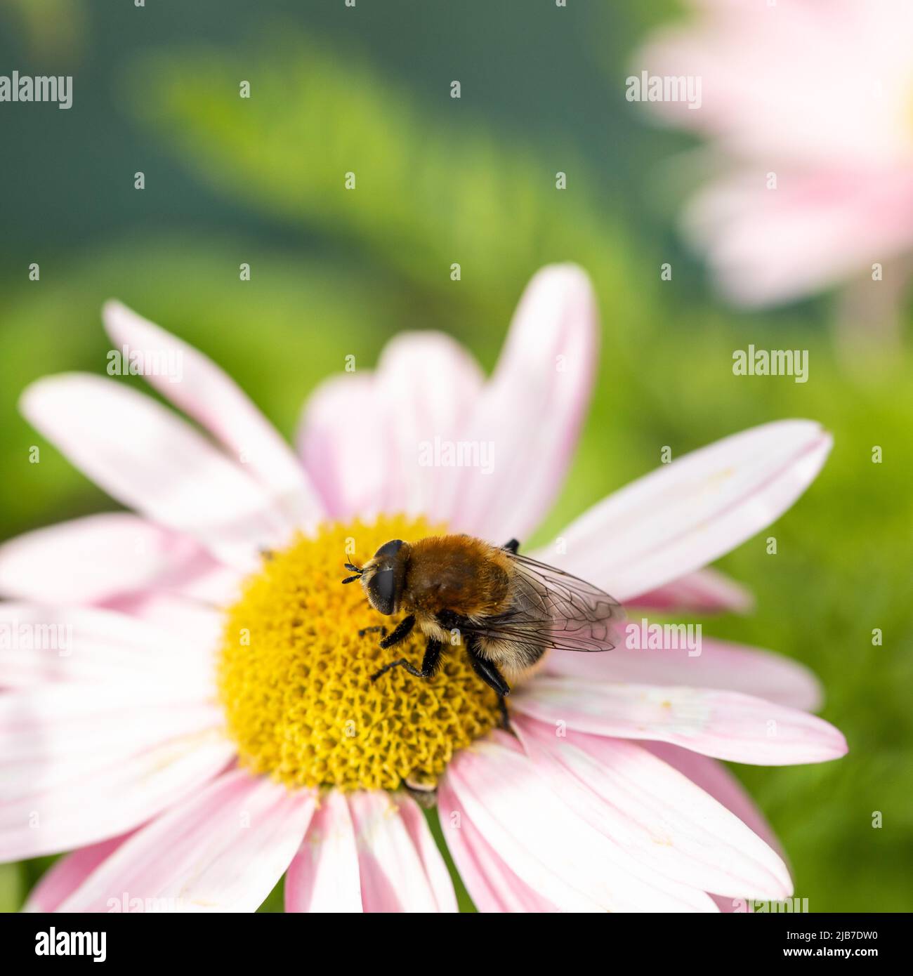 Merodon equestris, Narcissus bulb fly feeding on Tanacetum coccineum ...
