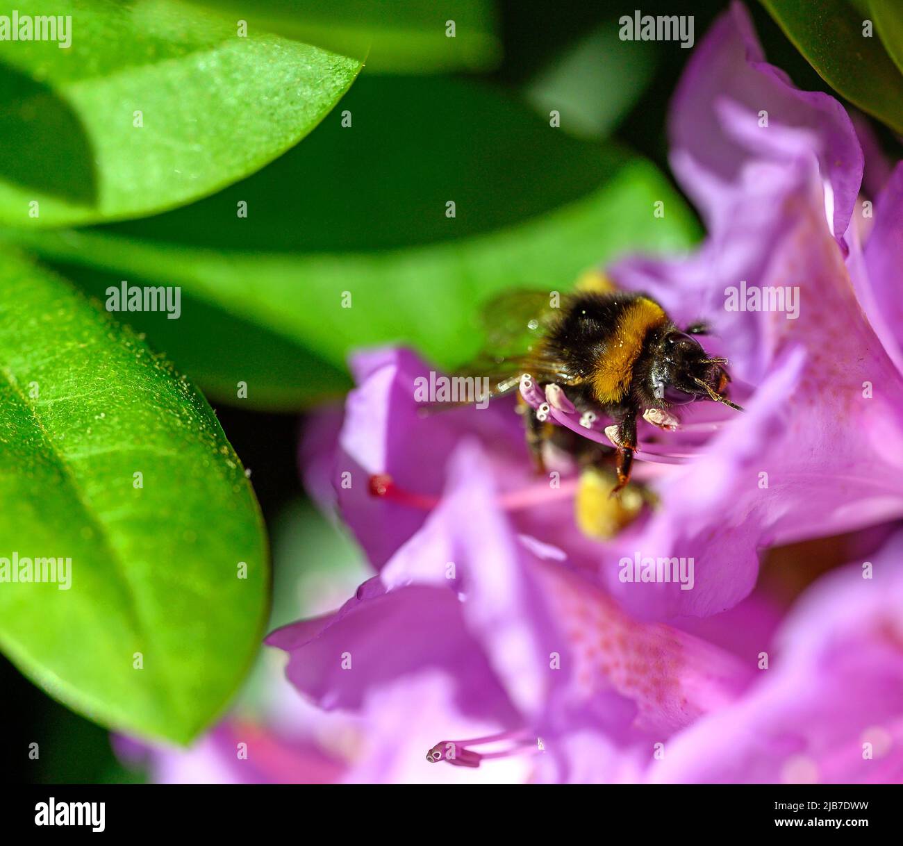 A bumblebee pollinating a pink flower. View of the bee from above ...