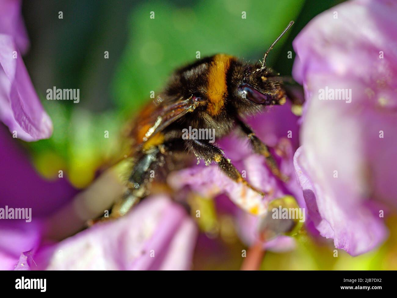Close up bumblebee walking hi-res stock photography and images - Alamy
