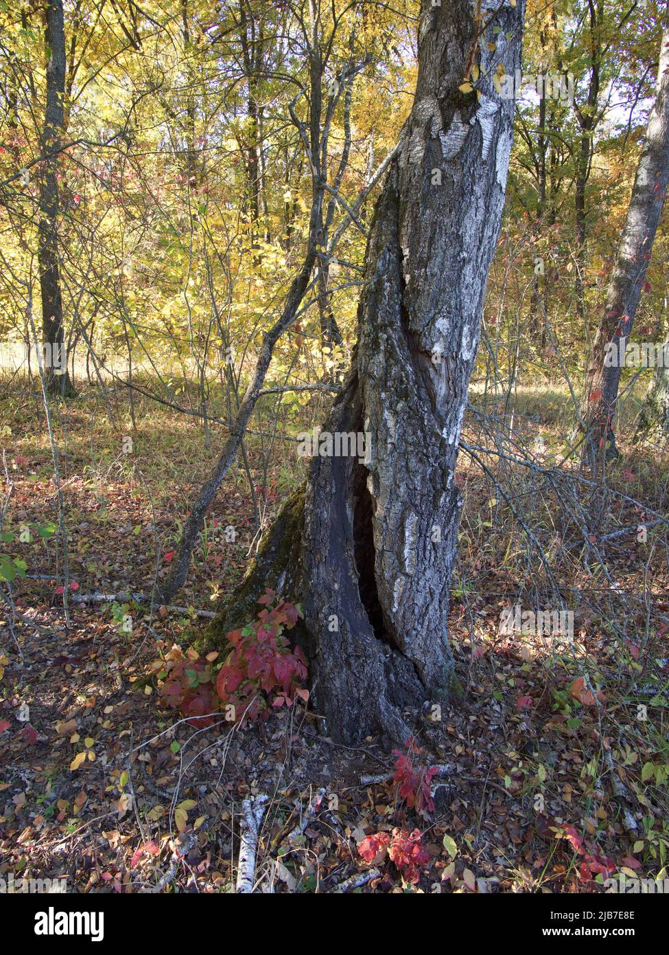 The trunk of a tree after being hit by lightning Stock Photo - Alamy