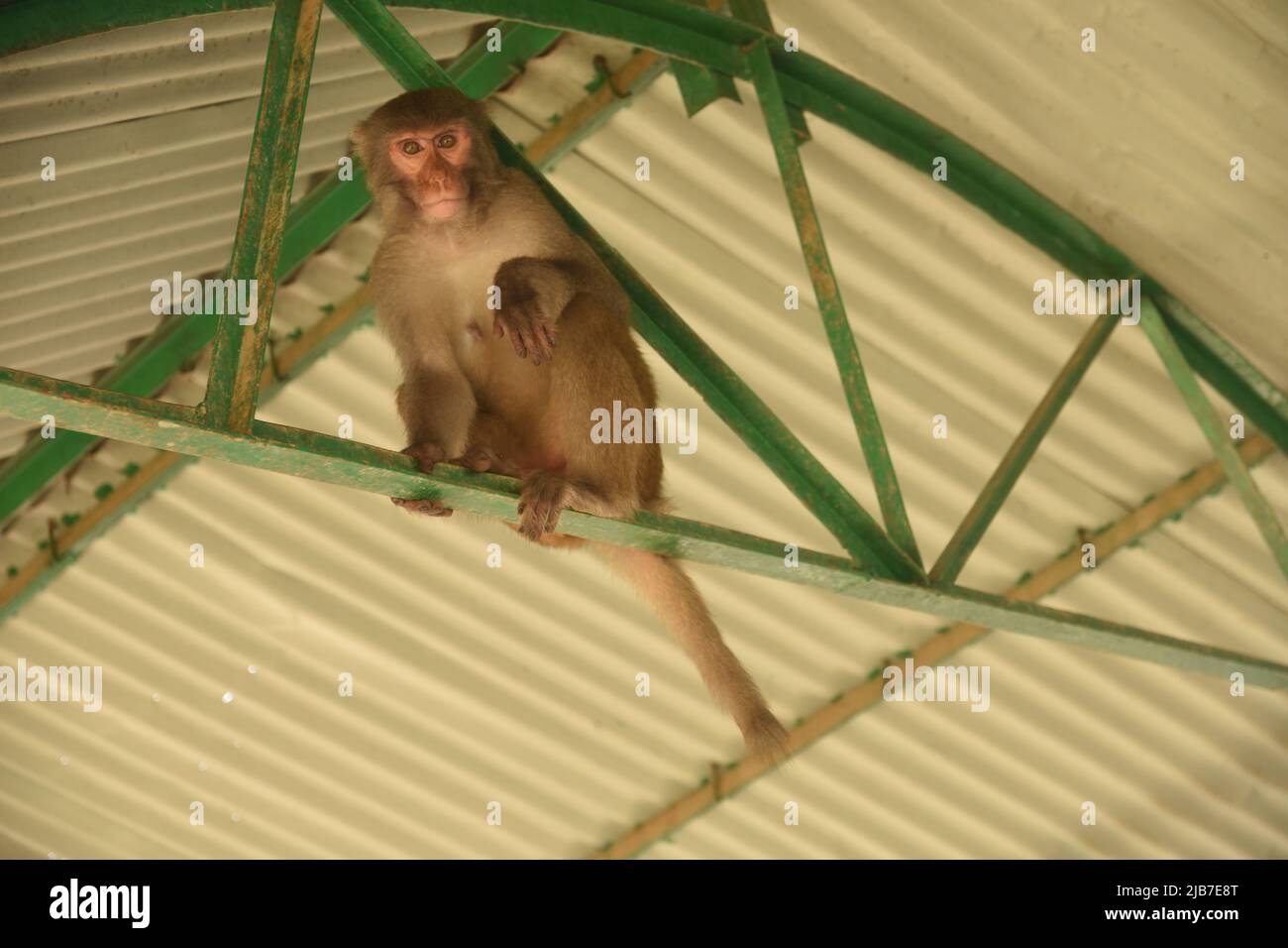 Cute and highly intelligent animals hi-res stock photography and images ...