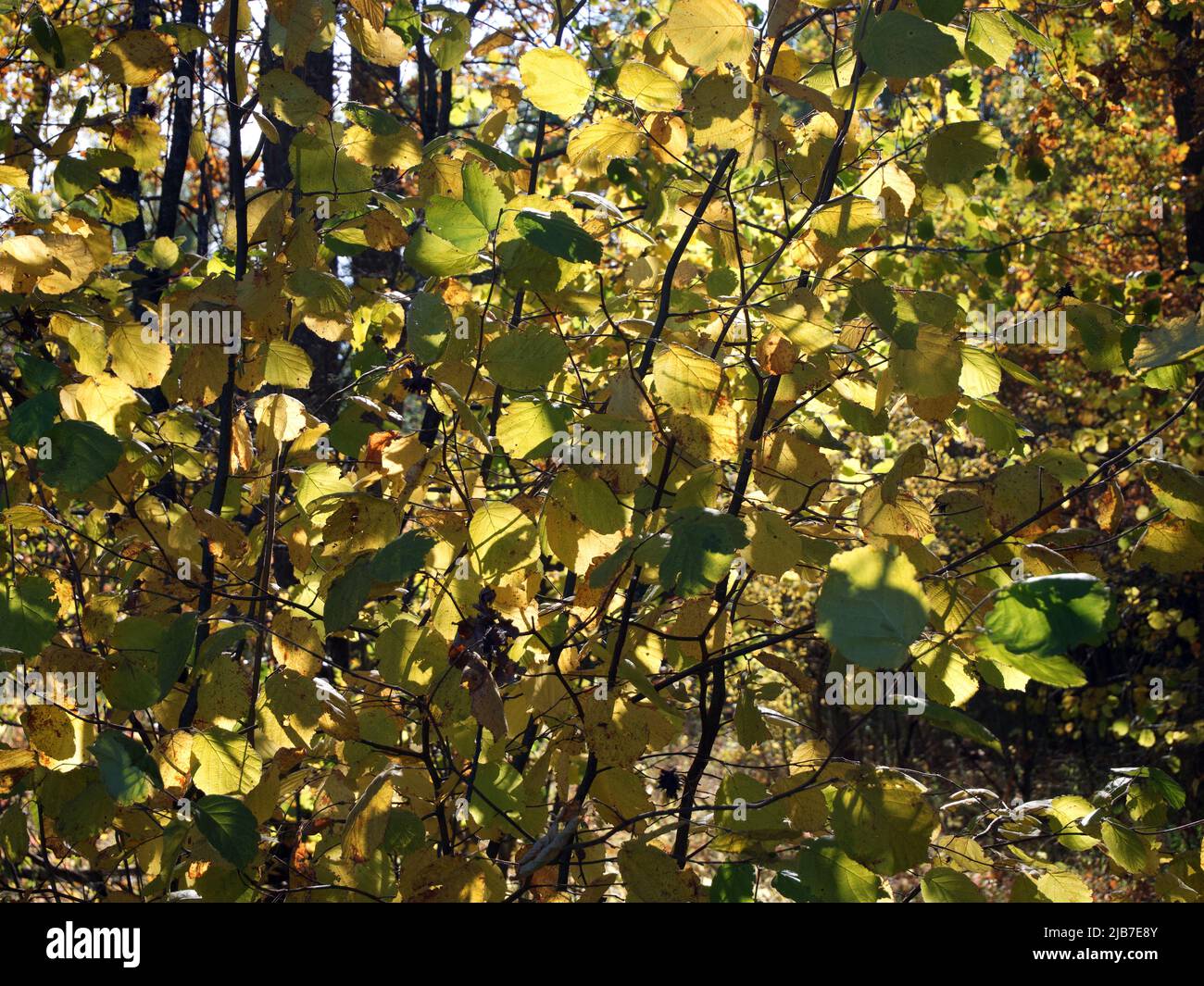 Golden elm tree hi-res stock photography and images - Alamy