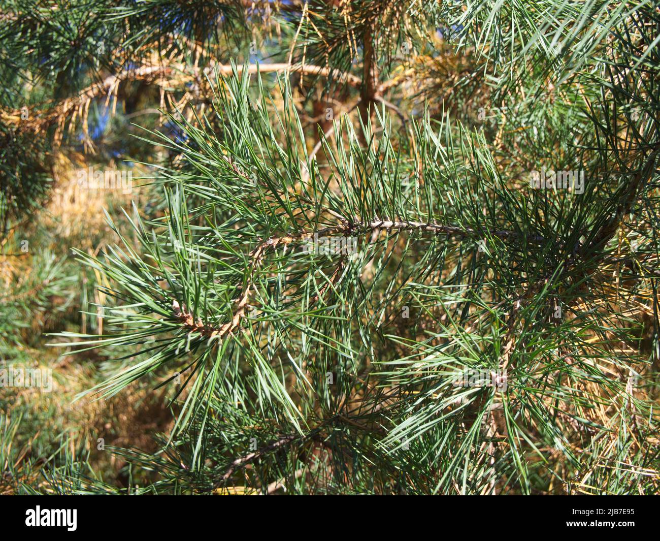 Pine tree close up hi-res stock photography and images - Alamy