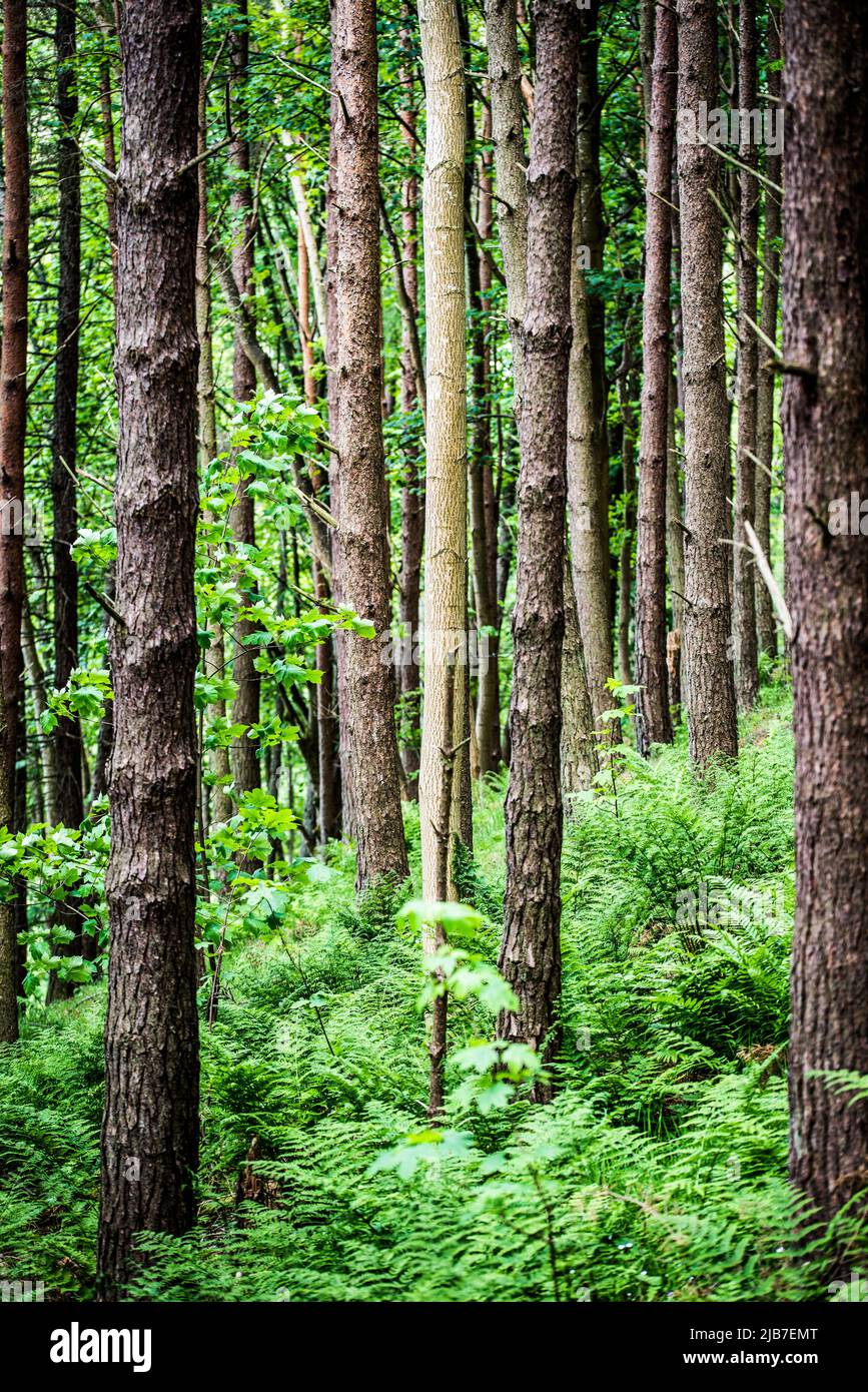 Innerleithen, Scotland, United Kingdom Stock Photo - Alamy