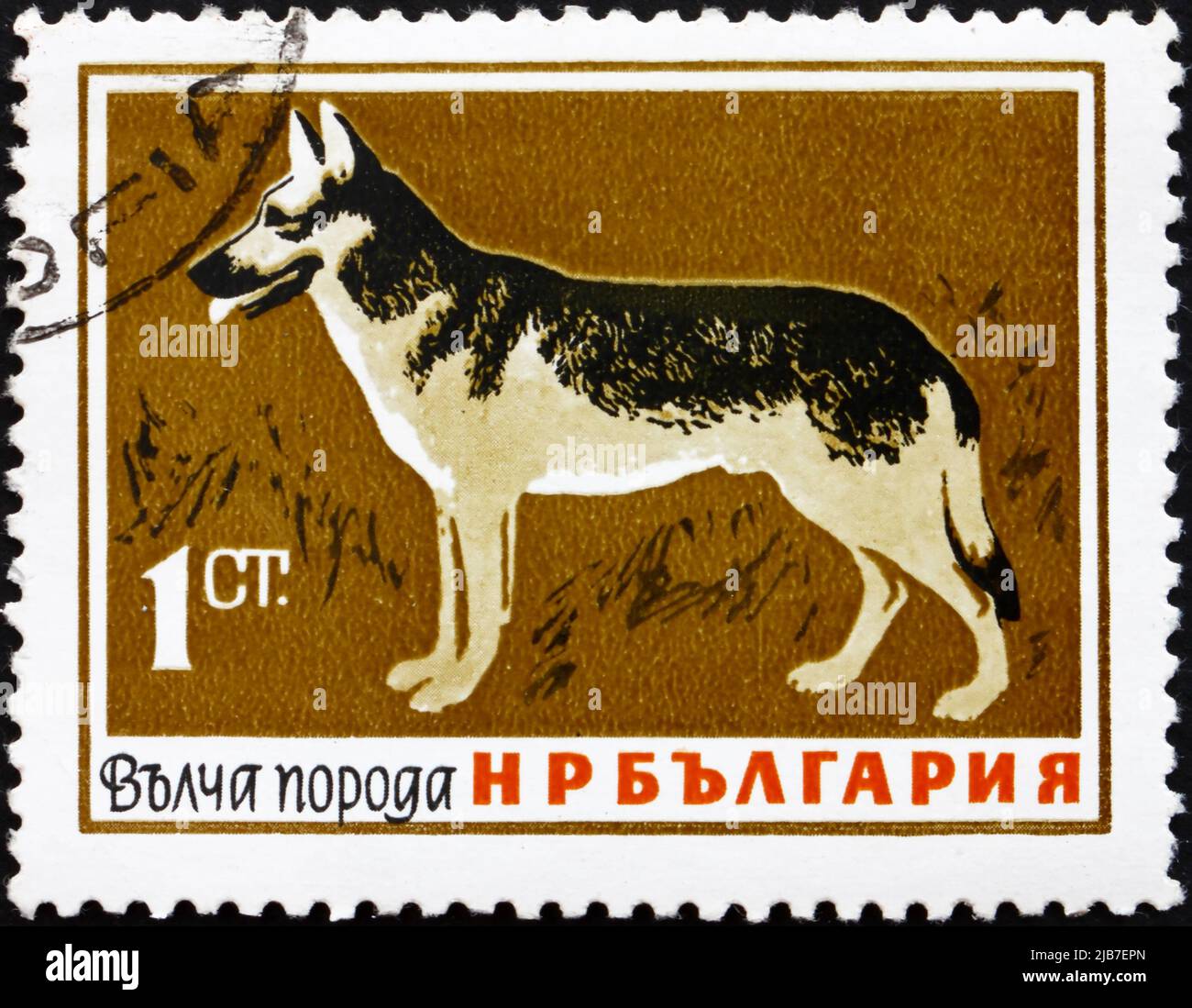 Bulgarian German Shepherd