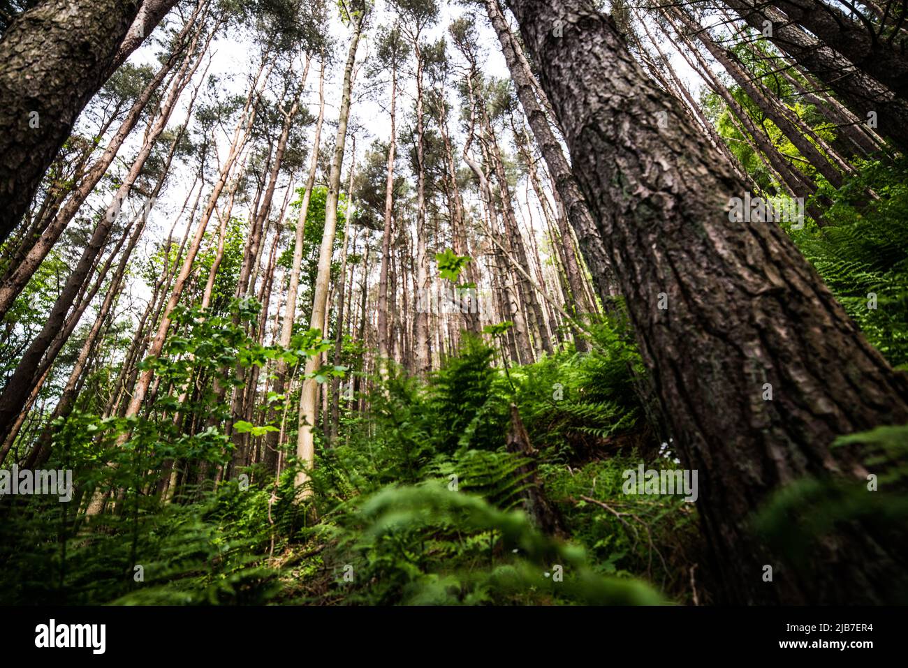 Innerleithen, Scotland, United Kingdom Stock Photo - Alamy