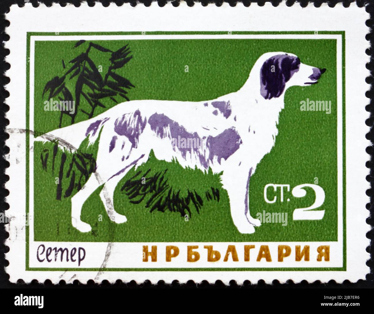 BULGARIA - CIRCA 1964: a stamp printed in the Bulgaria shows Setter ...