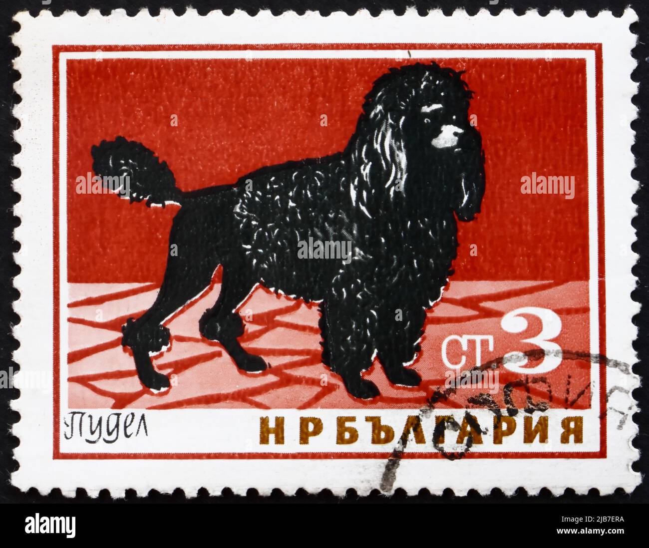 BULGARIA - CIRCA 1964: a stamp printed in the Bulgaria shows Poodle ...