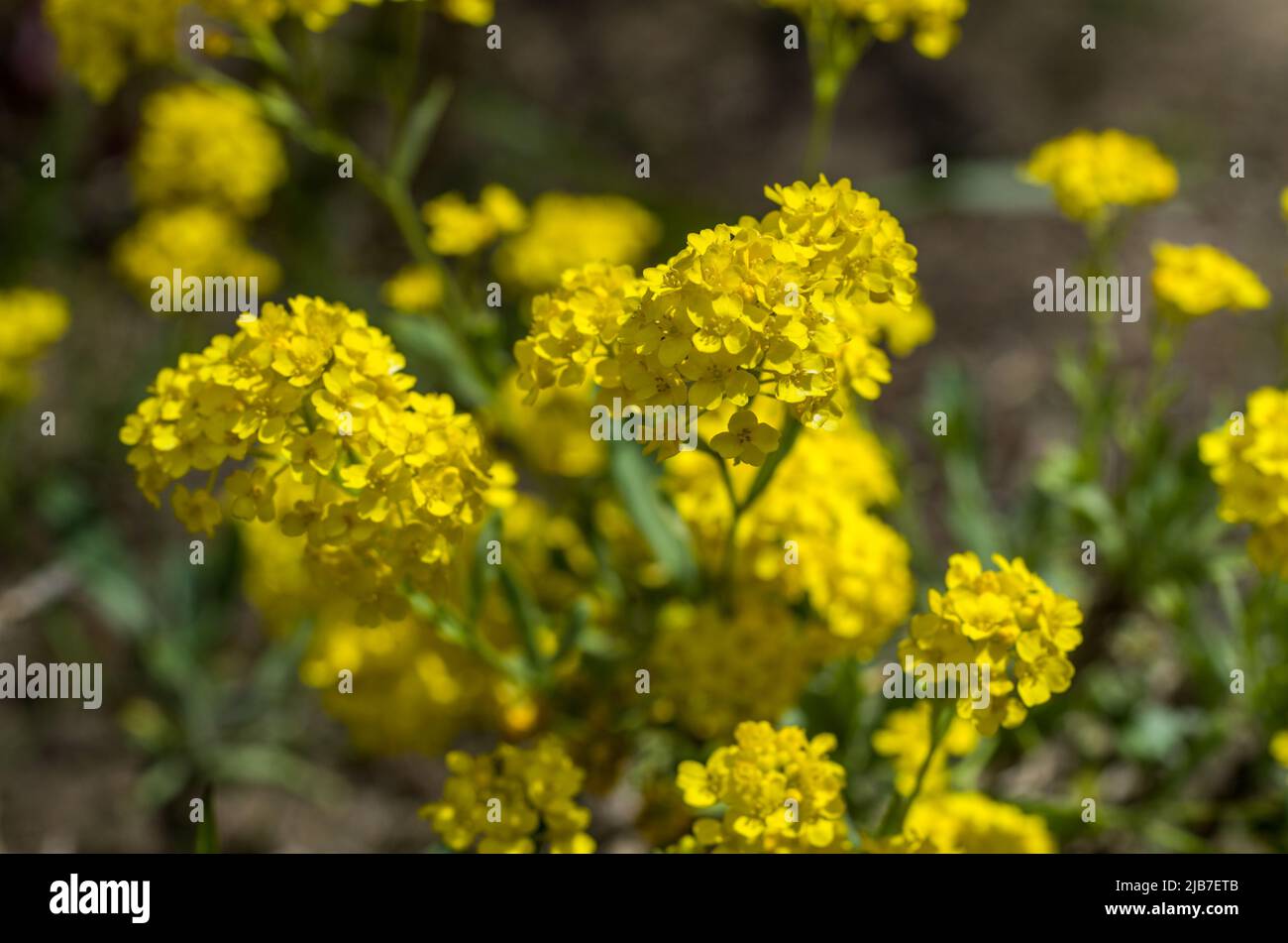 A view of Yellow Spring in Southern Massachusetts, USA Stock Photo - Alamy