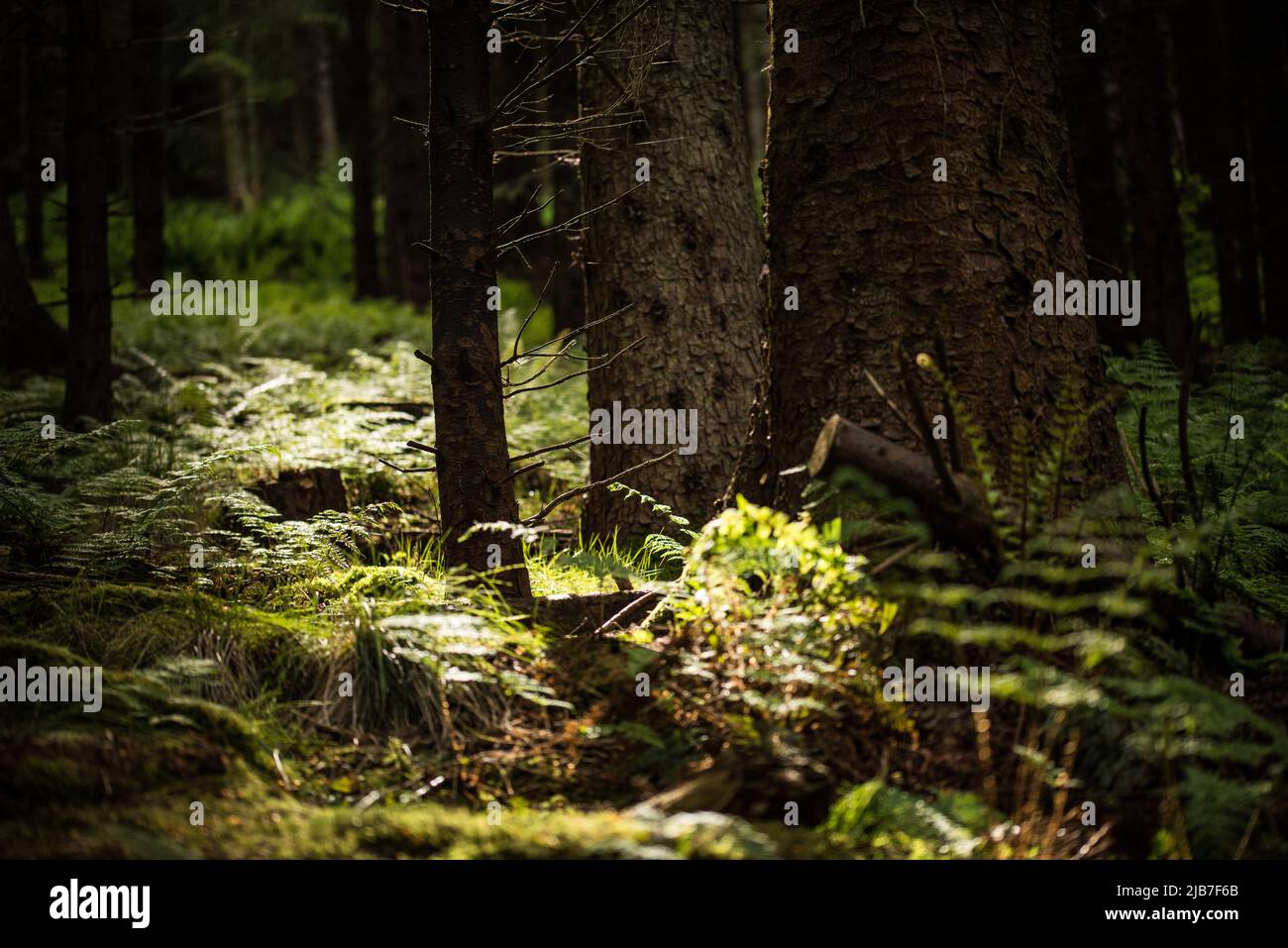Tweed valley scotland mountain bike hi-res stock photography and images ...