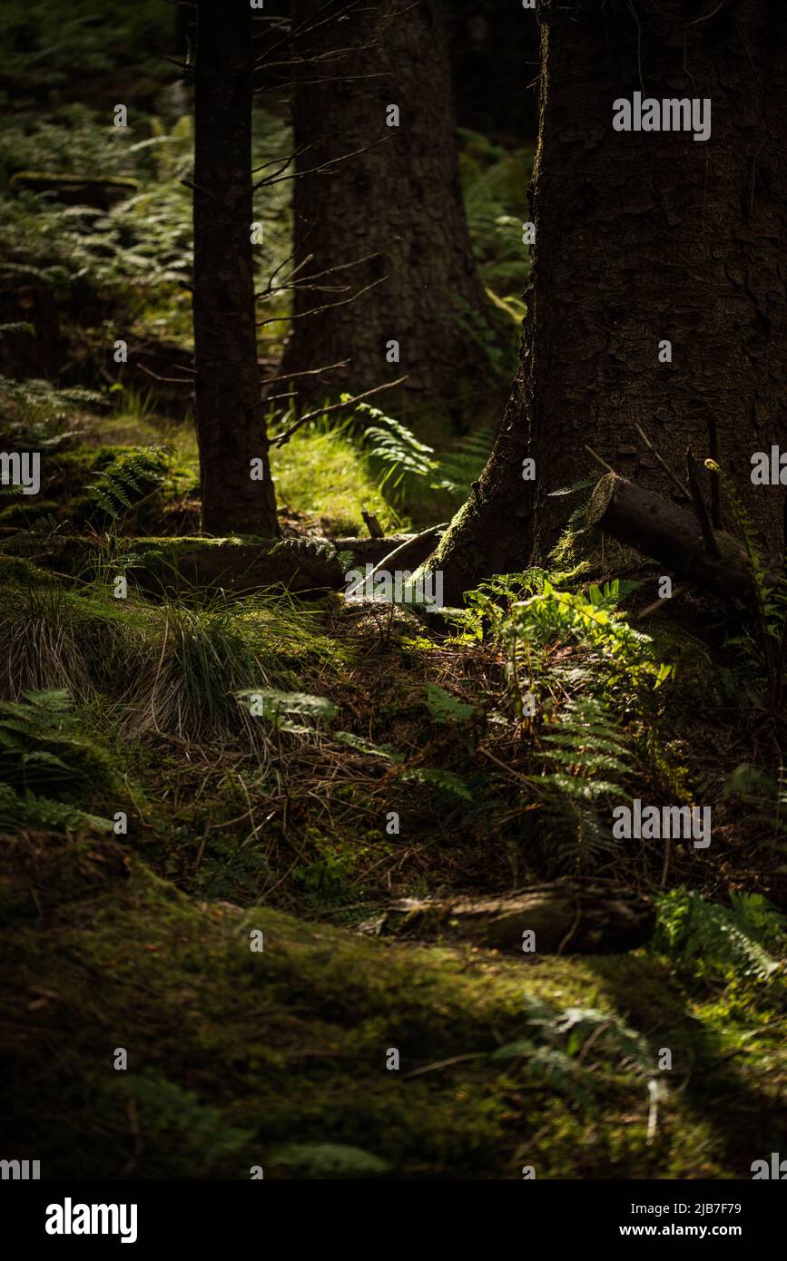 Innerleithen, Scotland, United Kingdom Stock Photo - Alamy