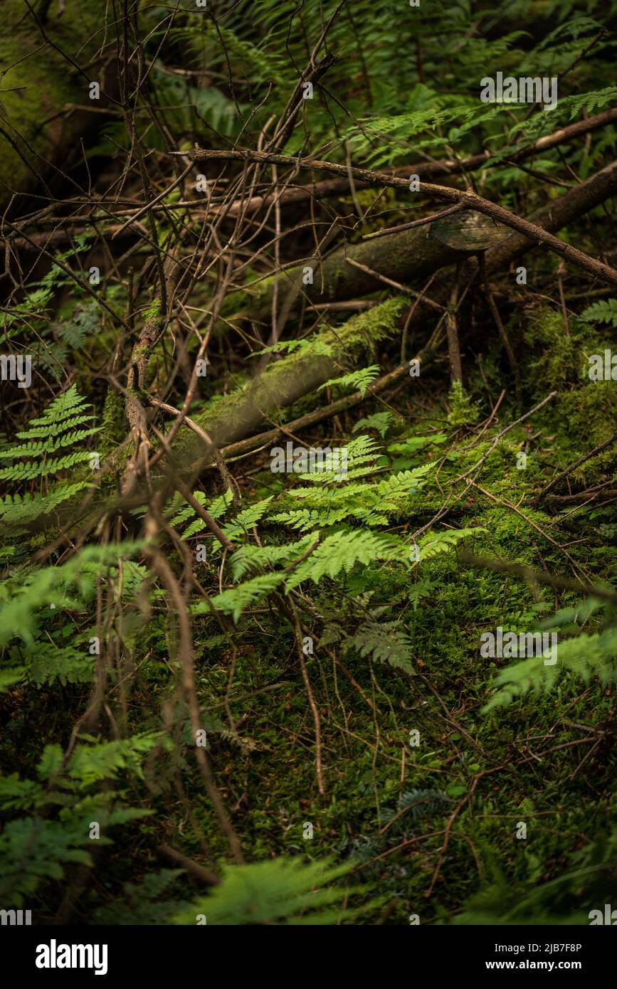 Innerleithen, Scotland, United Kingdom Stock Photo - Alamy