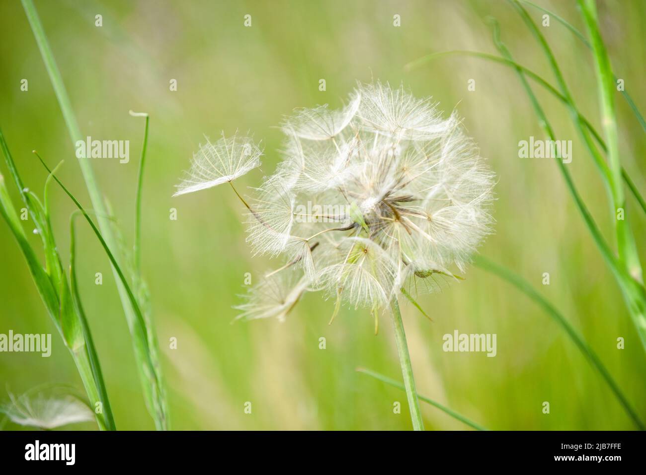 Dandelion seeds blowing from the plant with green meadow background ...