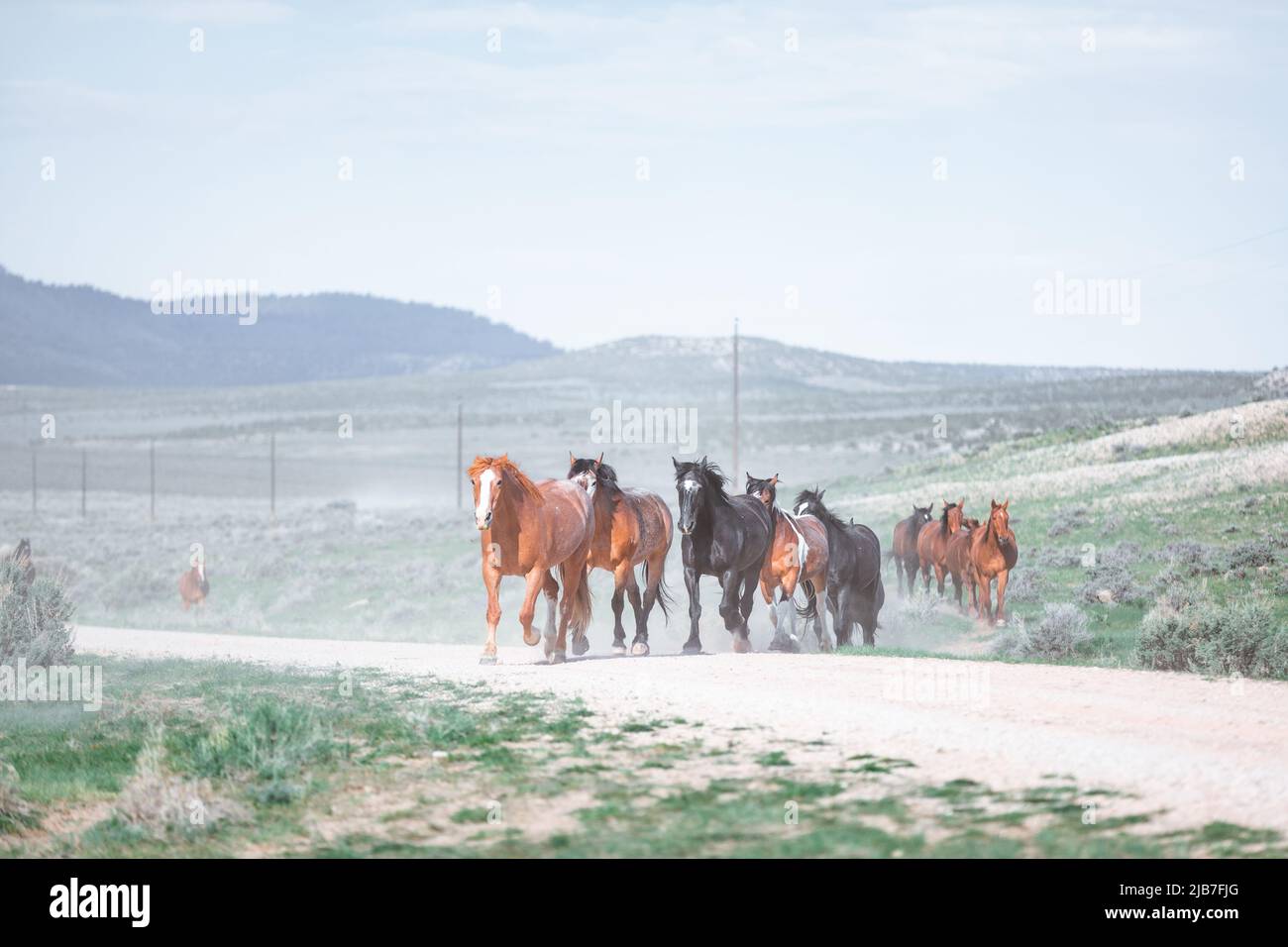 colorful herd of American Ranch horses being rounded up to move to ...