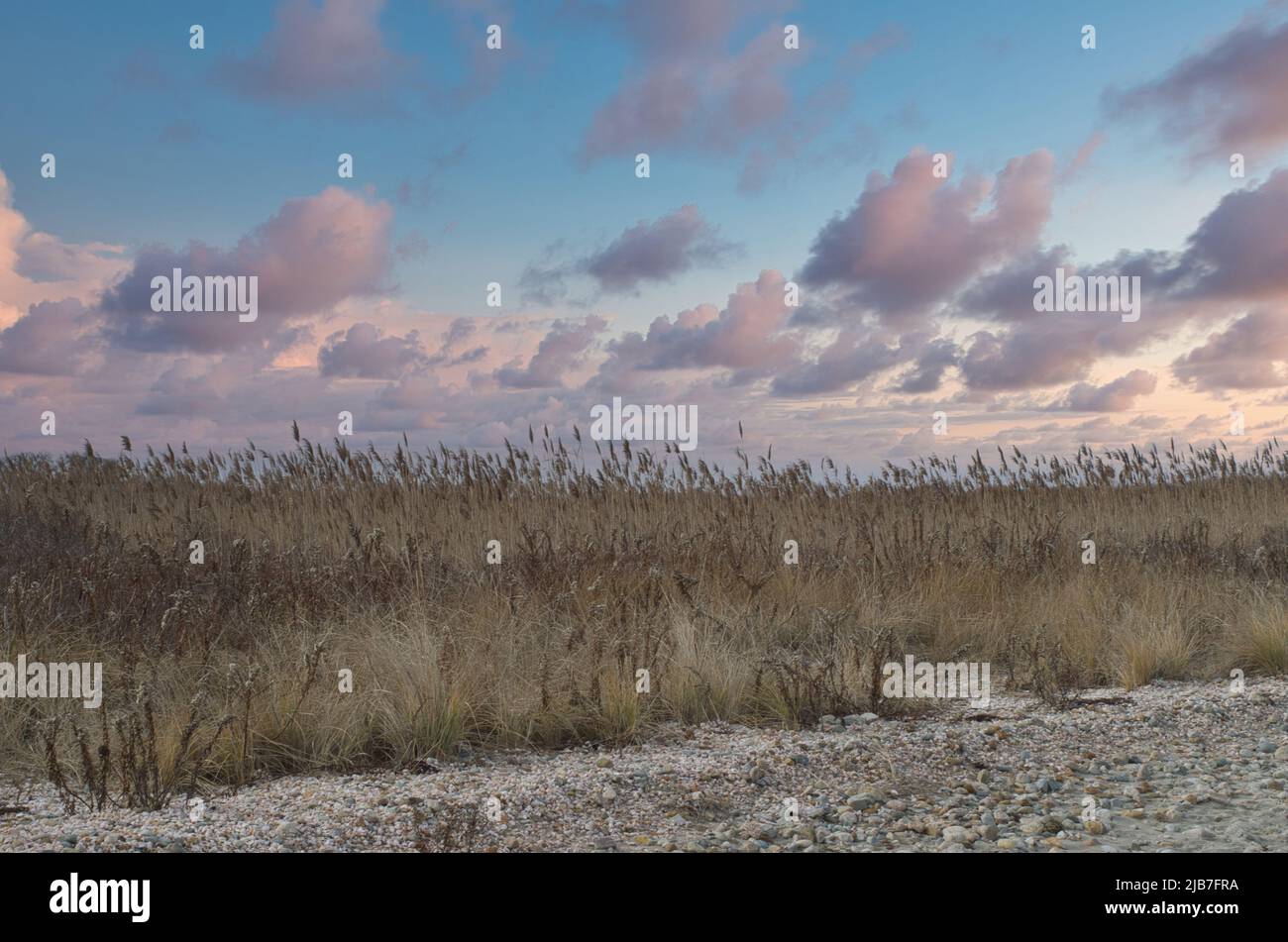 A dramatic sunset that consists of a Purple Sky, Clouds, and Beachgrass ...