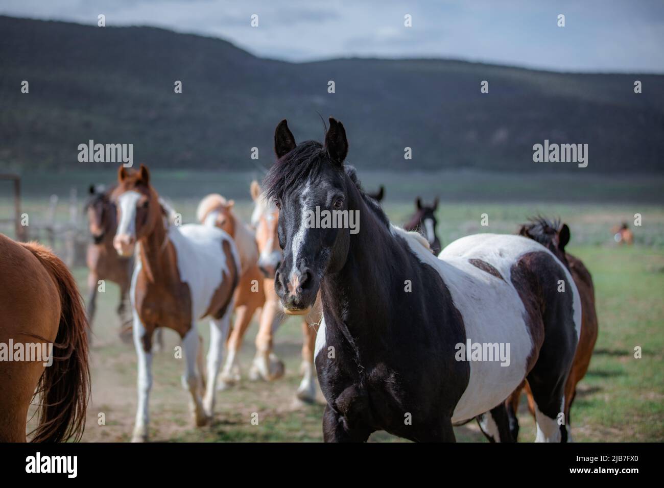 colorful herd of American Ranch horses being rounded up to move to ...