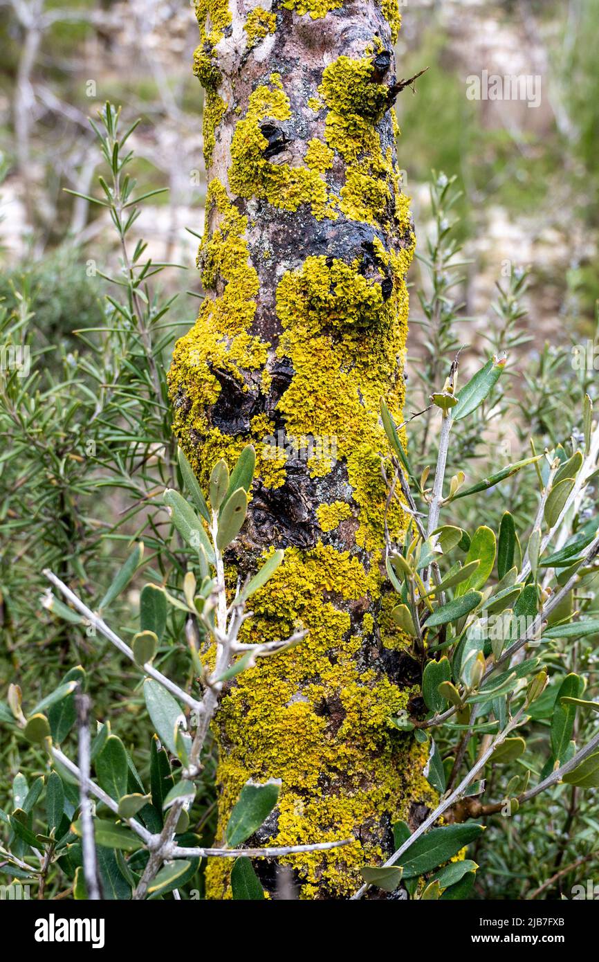 Thin tree trunk with green moss. Vertical photo. A high resolution ...