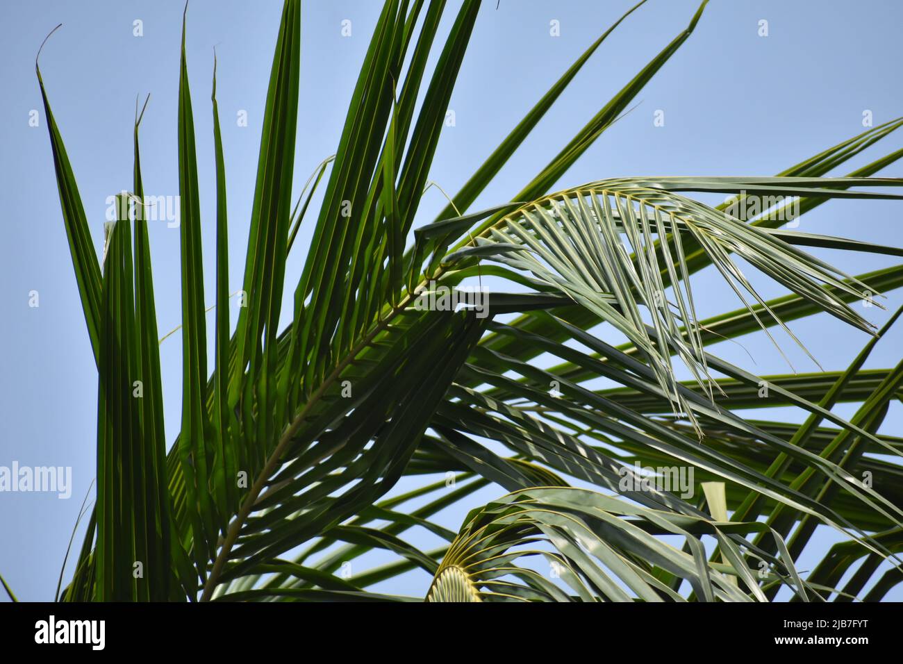 Coconut leaves mats hi-res stock photography and images - Alamy