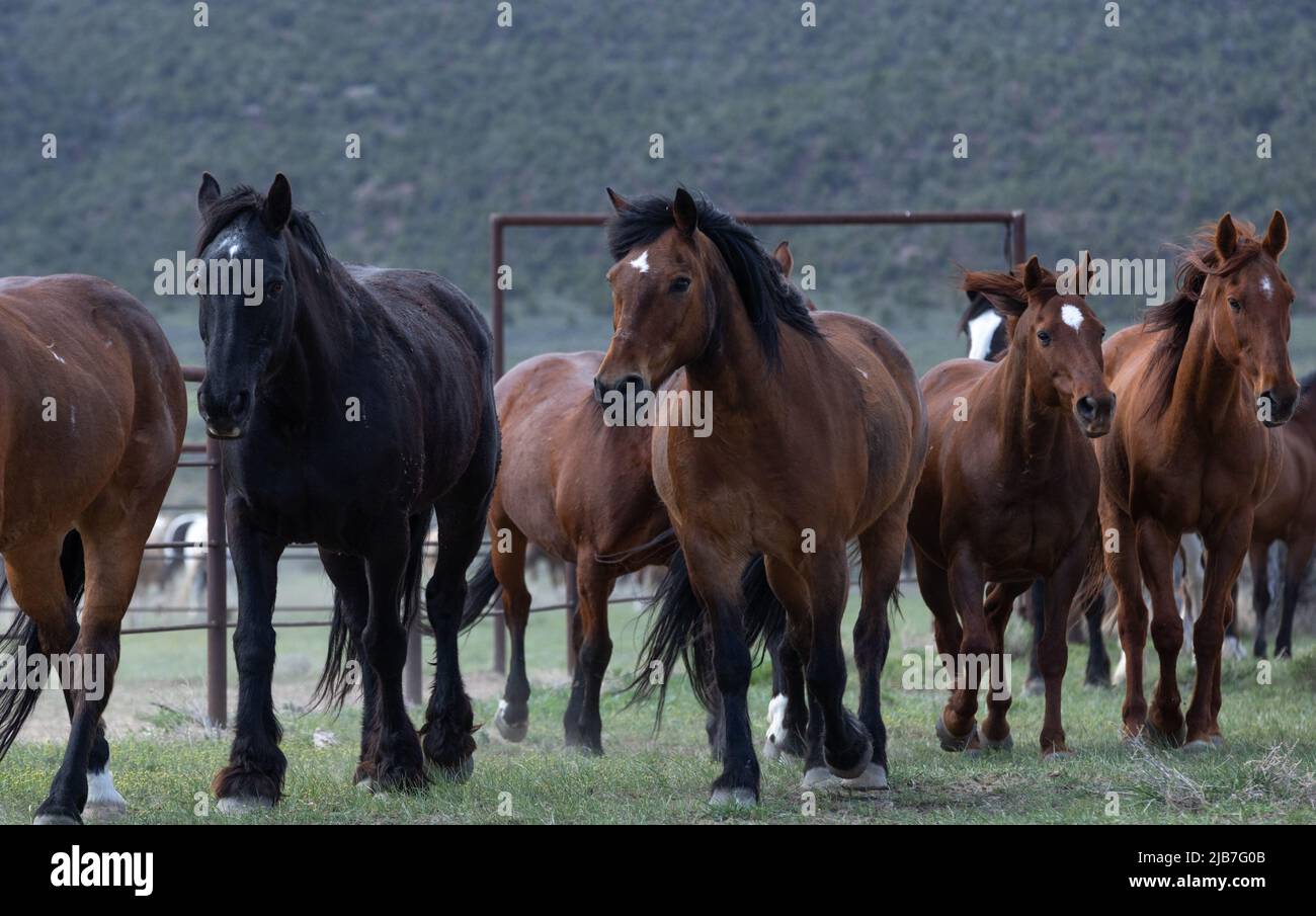 colorful herd of American Ranch horses being rounded up to move to ...