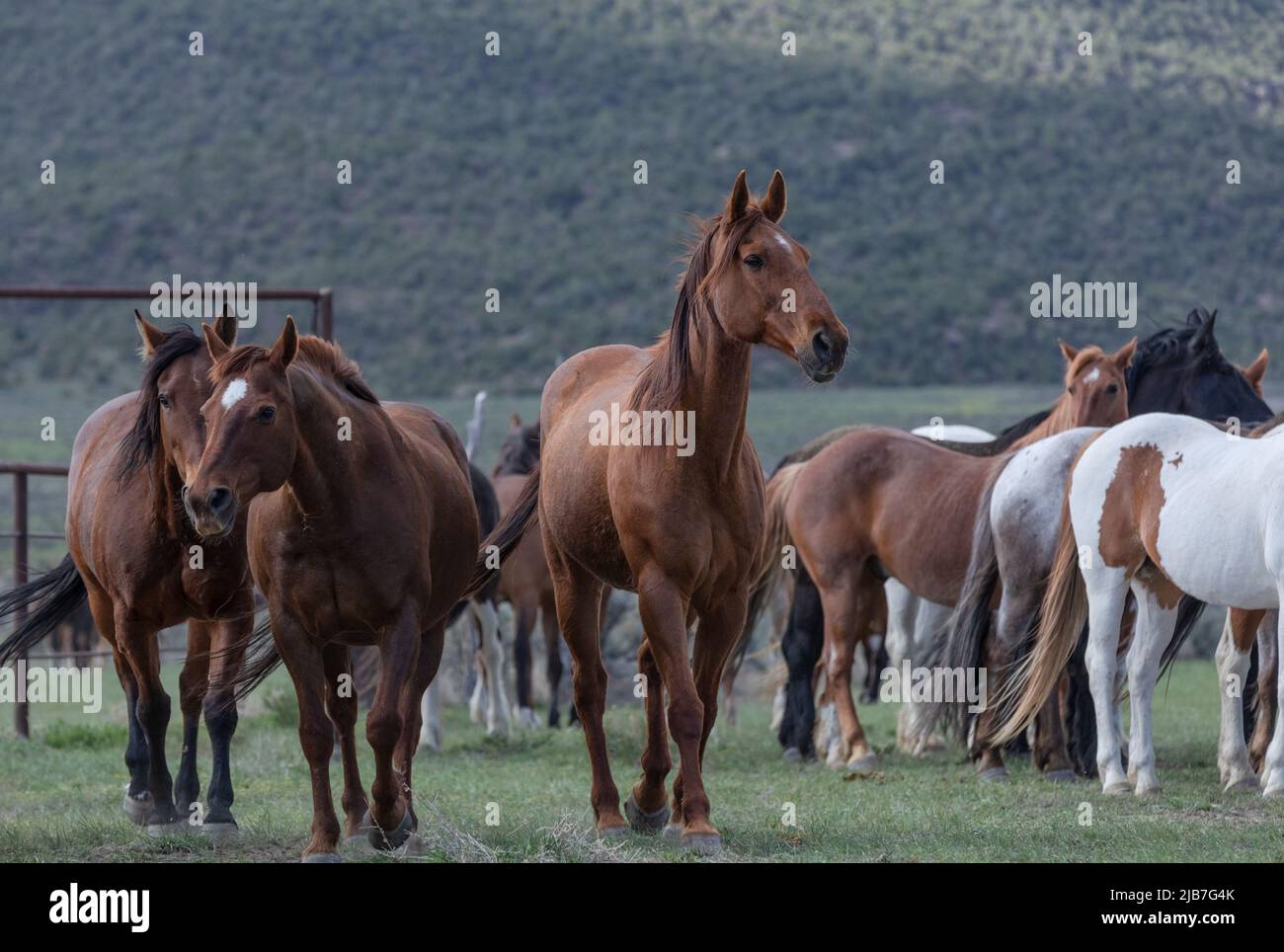 colorful herd of American Ranch horses being rounded up to move to ...