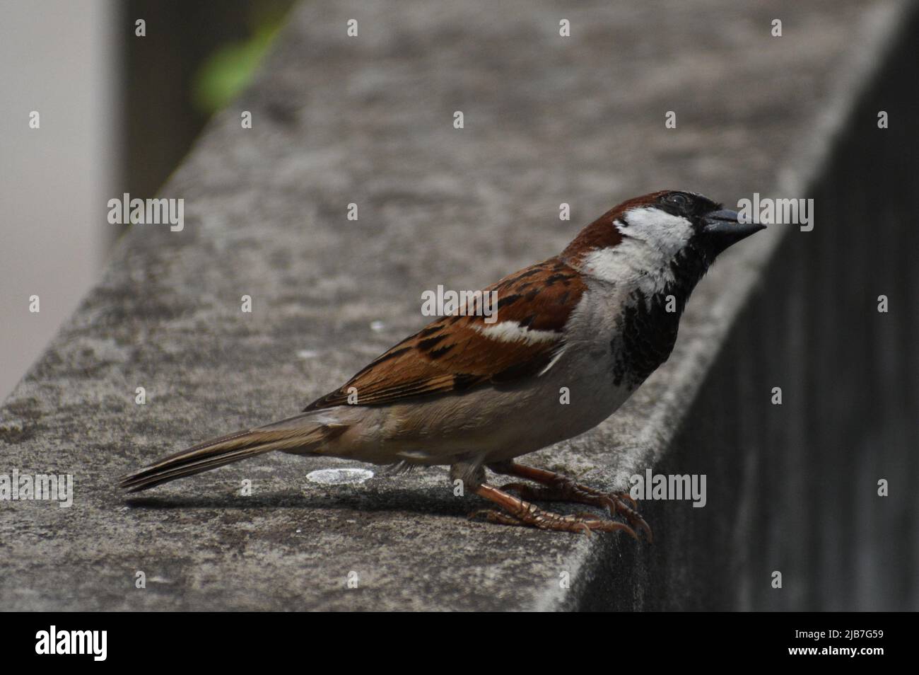 Female sparrow characteristics hi-res stock photography and images - Alamy