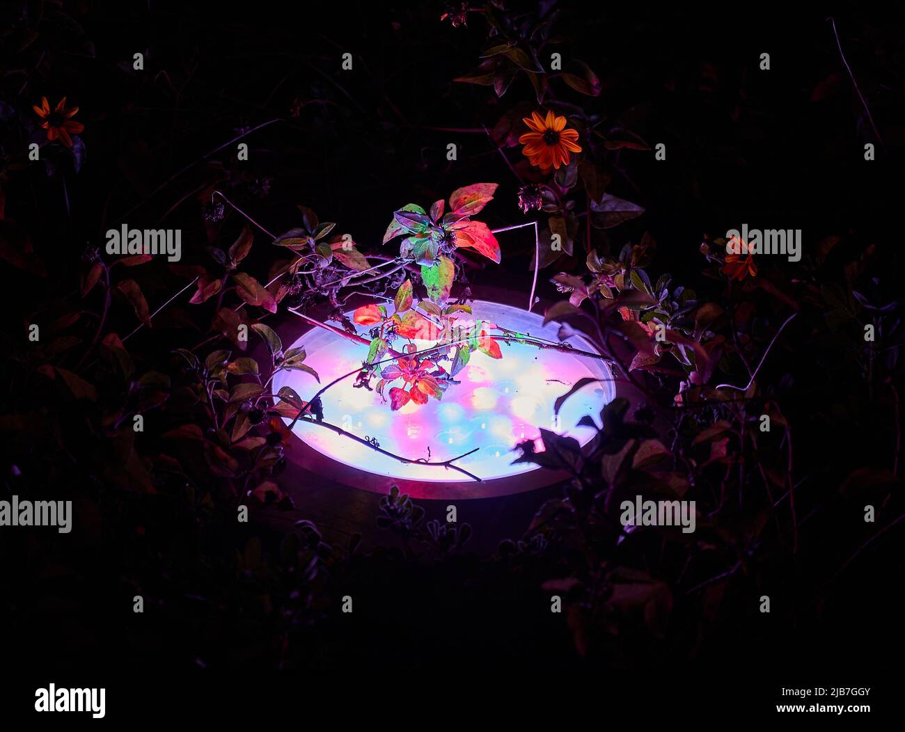 illumination of plants and trees at night in the park. LED lights ...