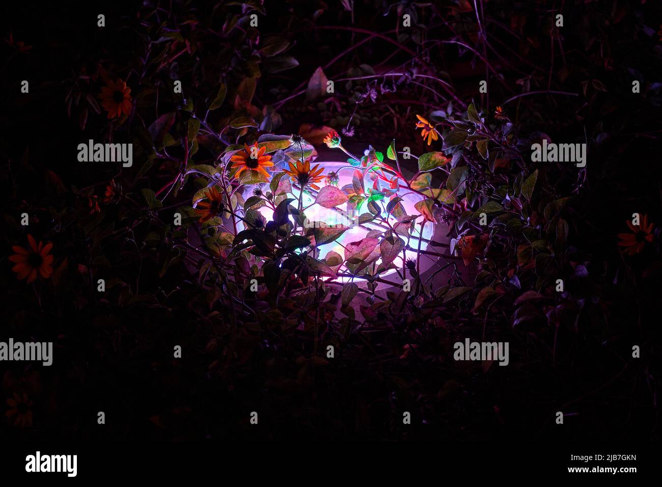 illumination of plants and trees at night in the park. LED lights ...