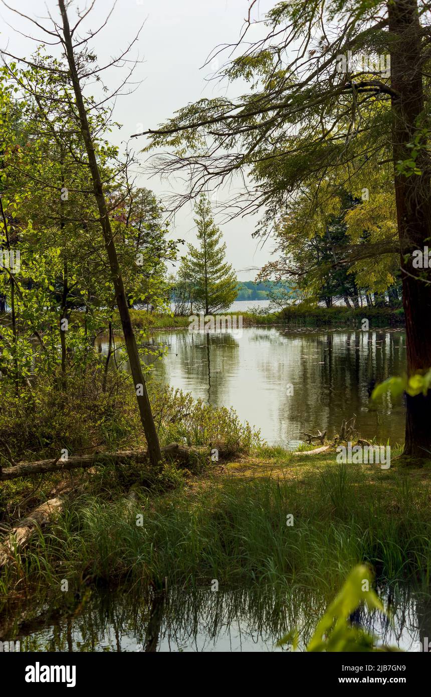 Most Beautiful Forests In Michigan at JENENGE blog