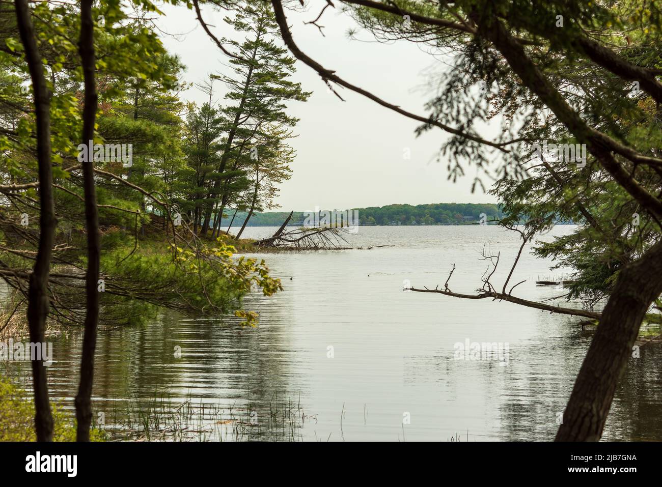 Cedar trees wetland hi-res stock photography and images - Alamy