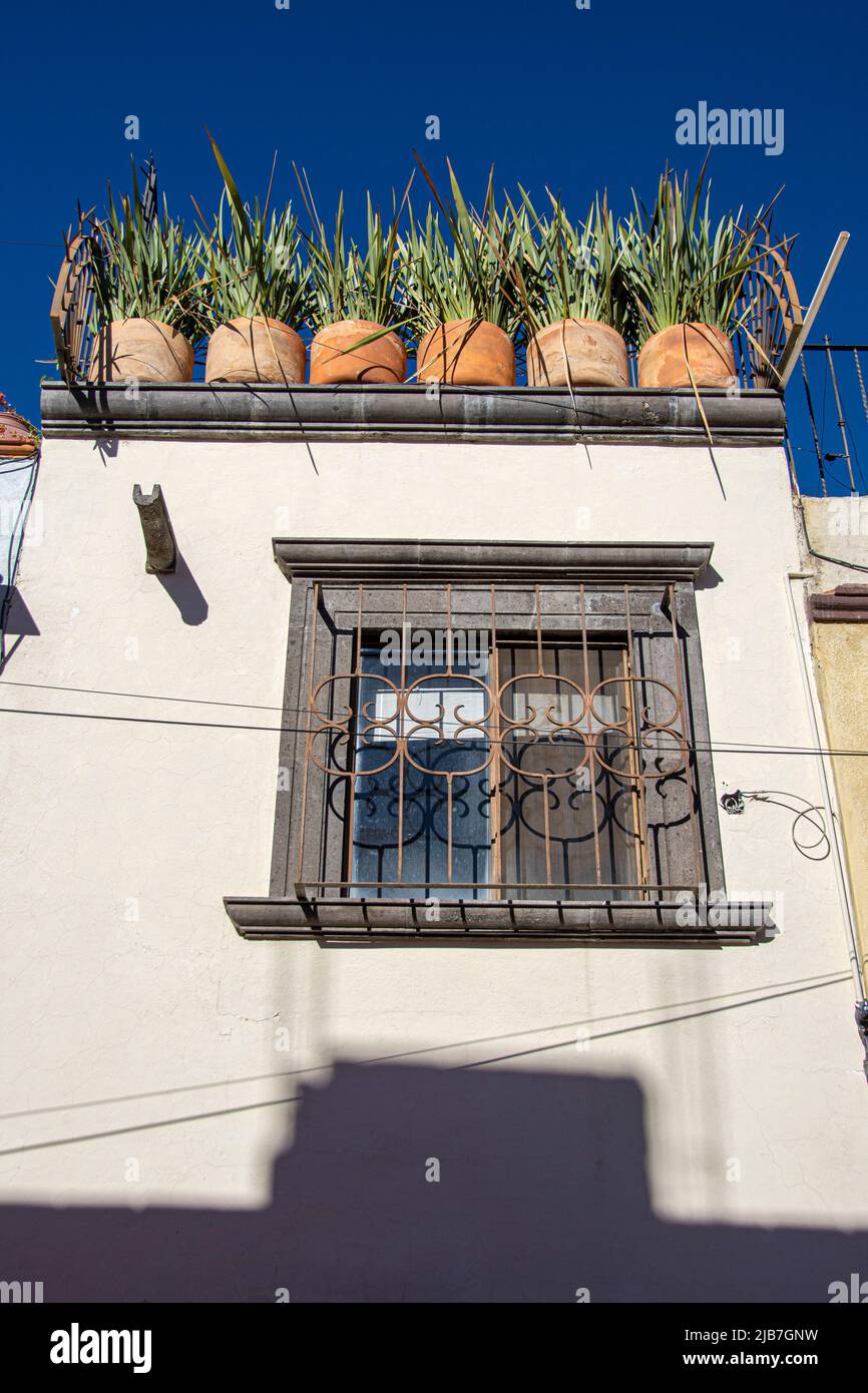 Row of potted plants terra cotta plants on top of hi-res stock ...