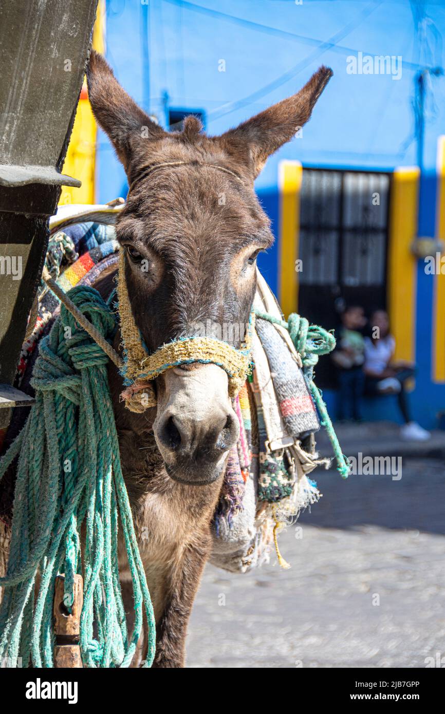 A head shot of a donkey, Guanajuato, Mexico Stock Photo - Alamy