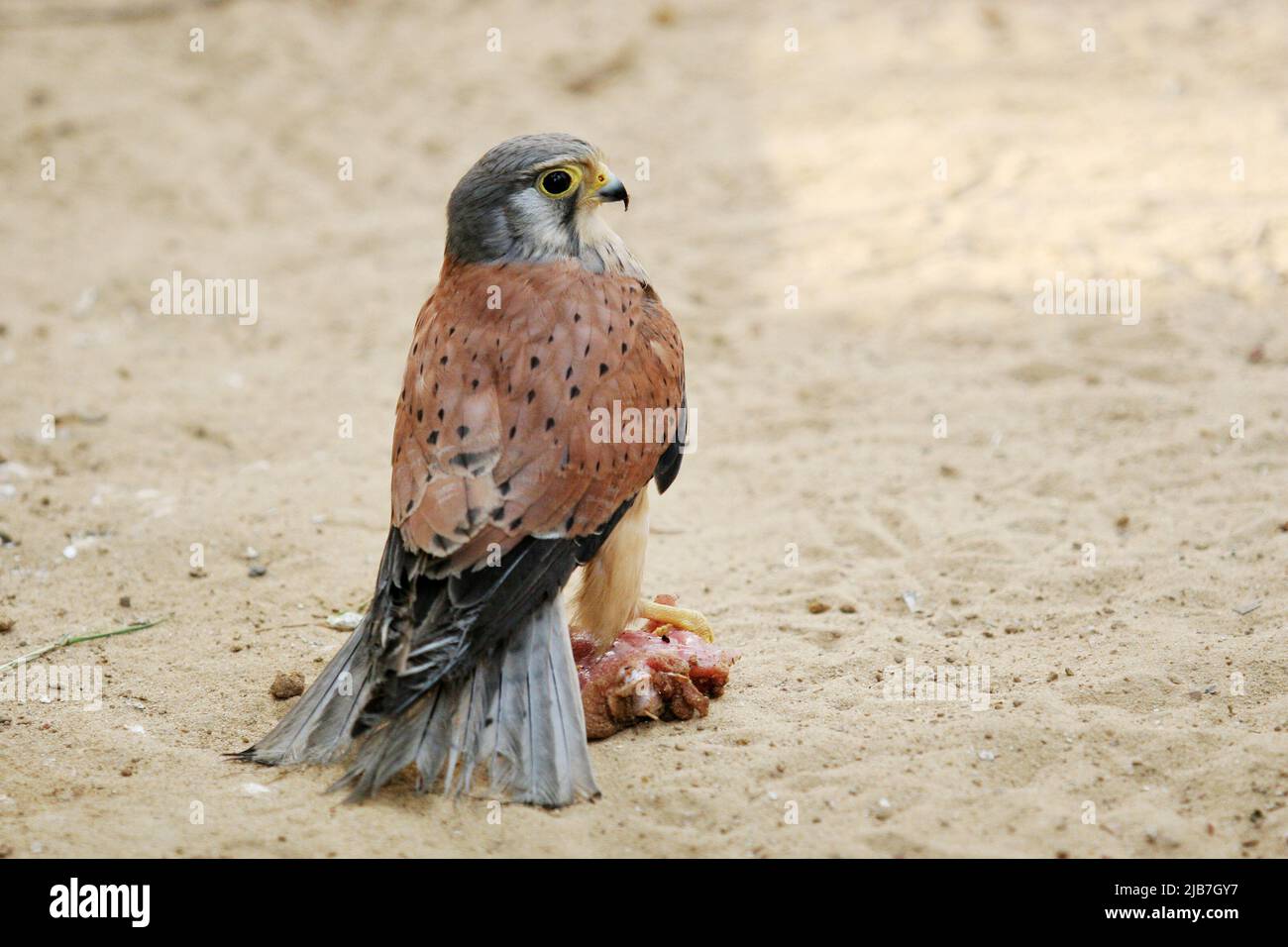 Common Kestrel (Falco tinnunculus) in the aviary of Dulahazra Safari ...