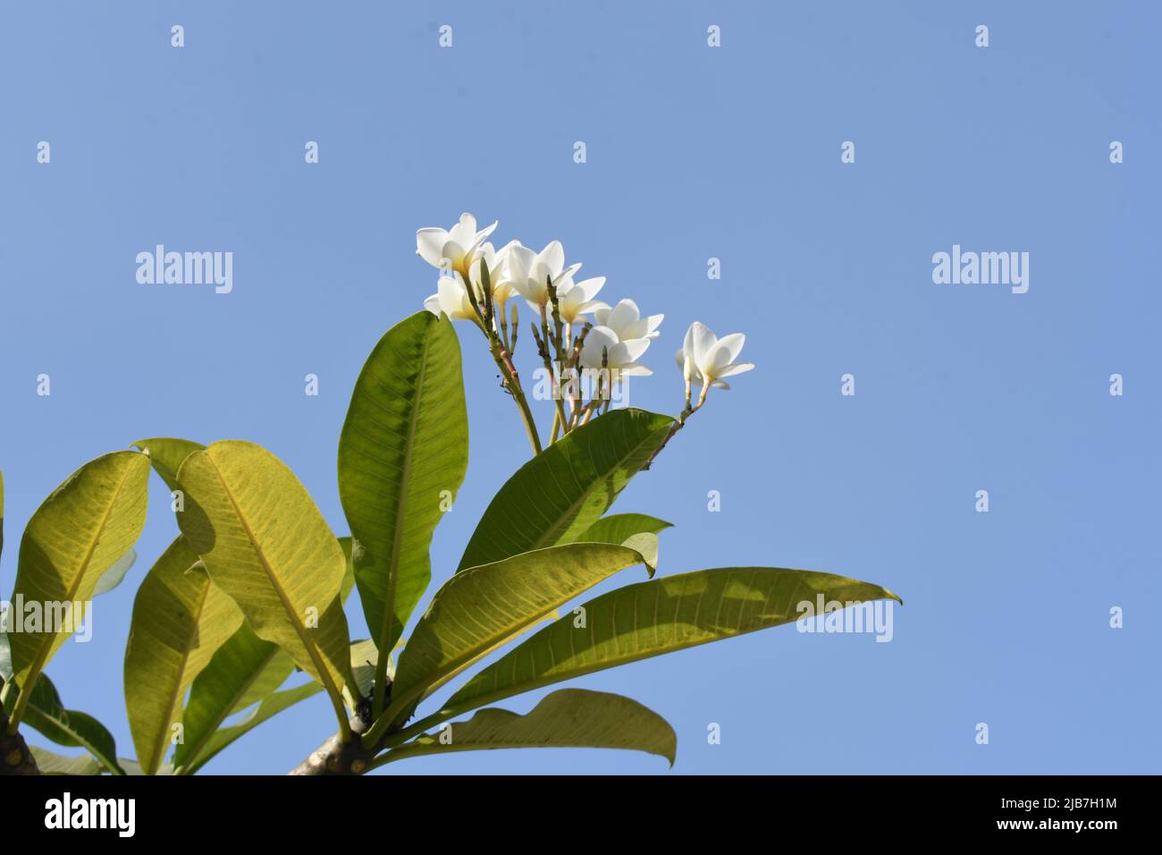 Angled flower hi-res stock photography and images - Alamy